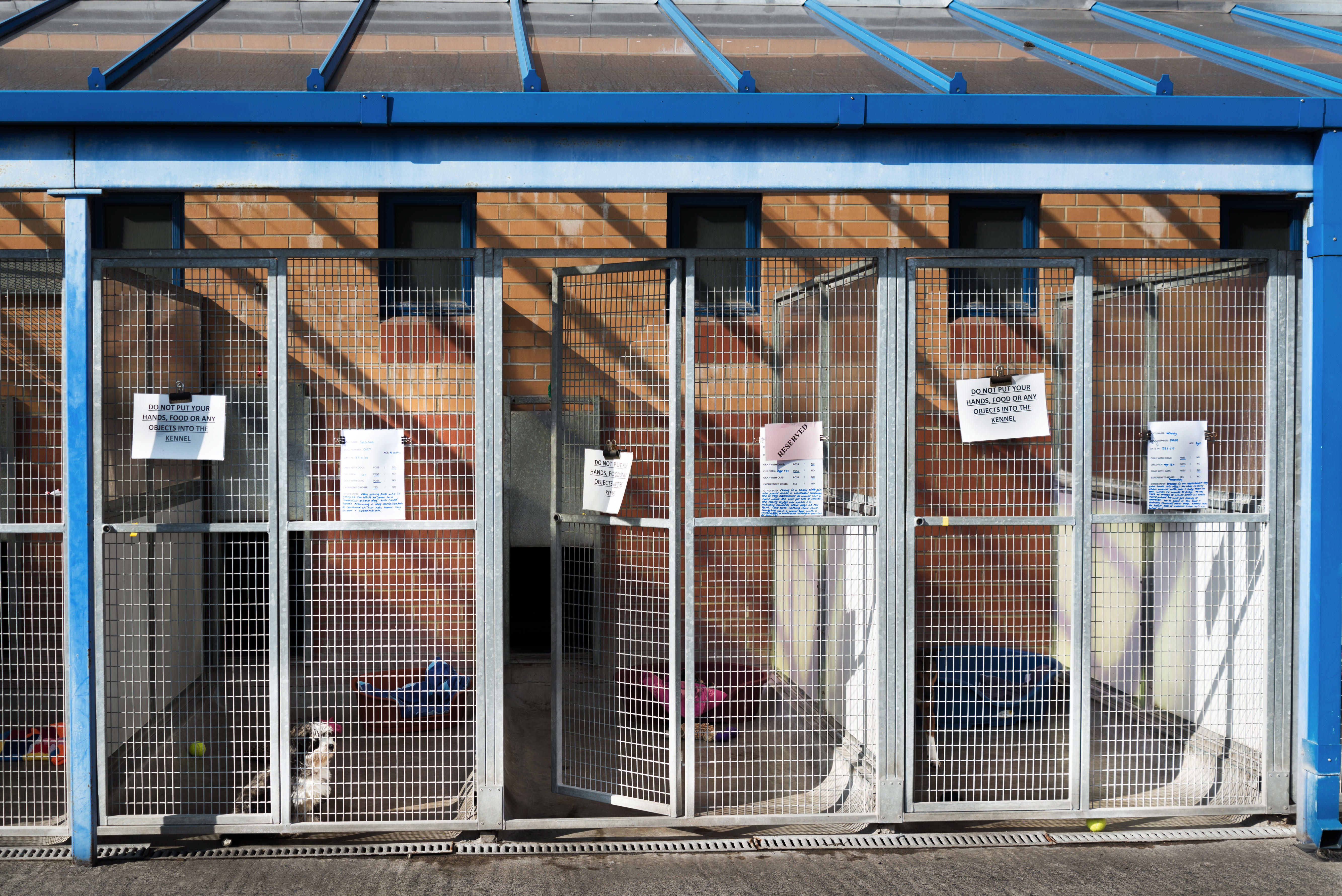 Surrey dog rescue centre urging people to adopt or foster dogs