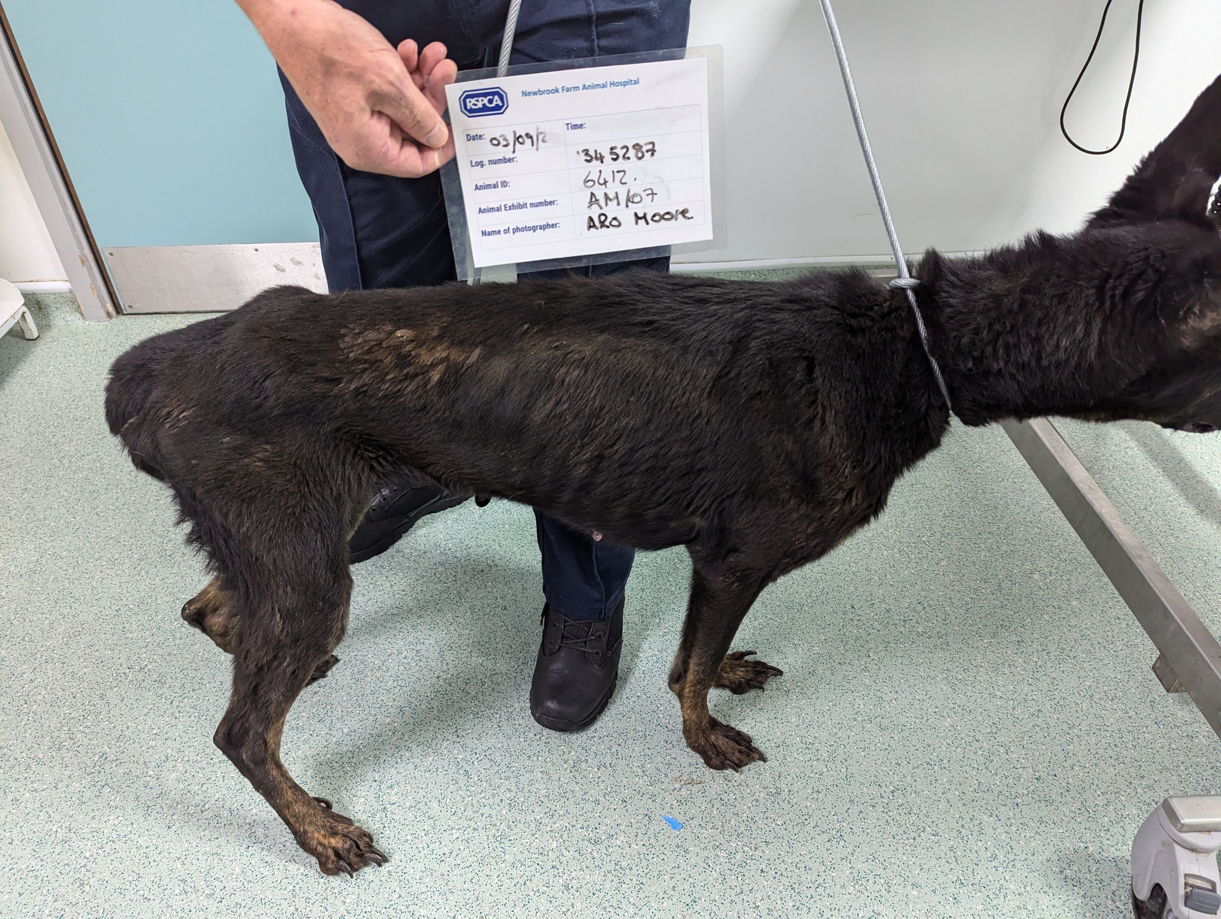 Ten year ban after dogs and puppies neglected in Wolverhampton | News ...