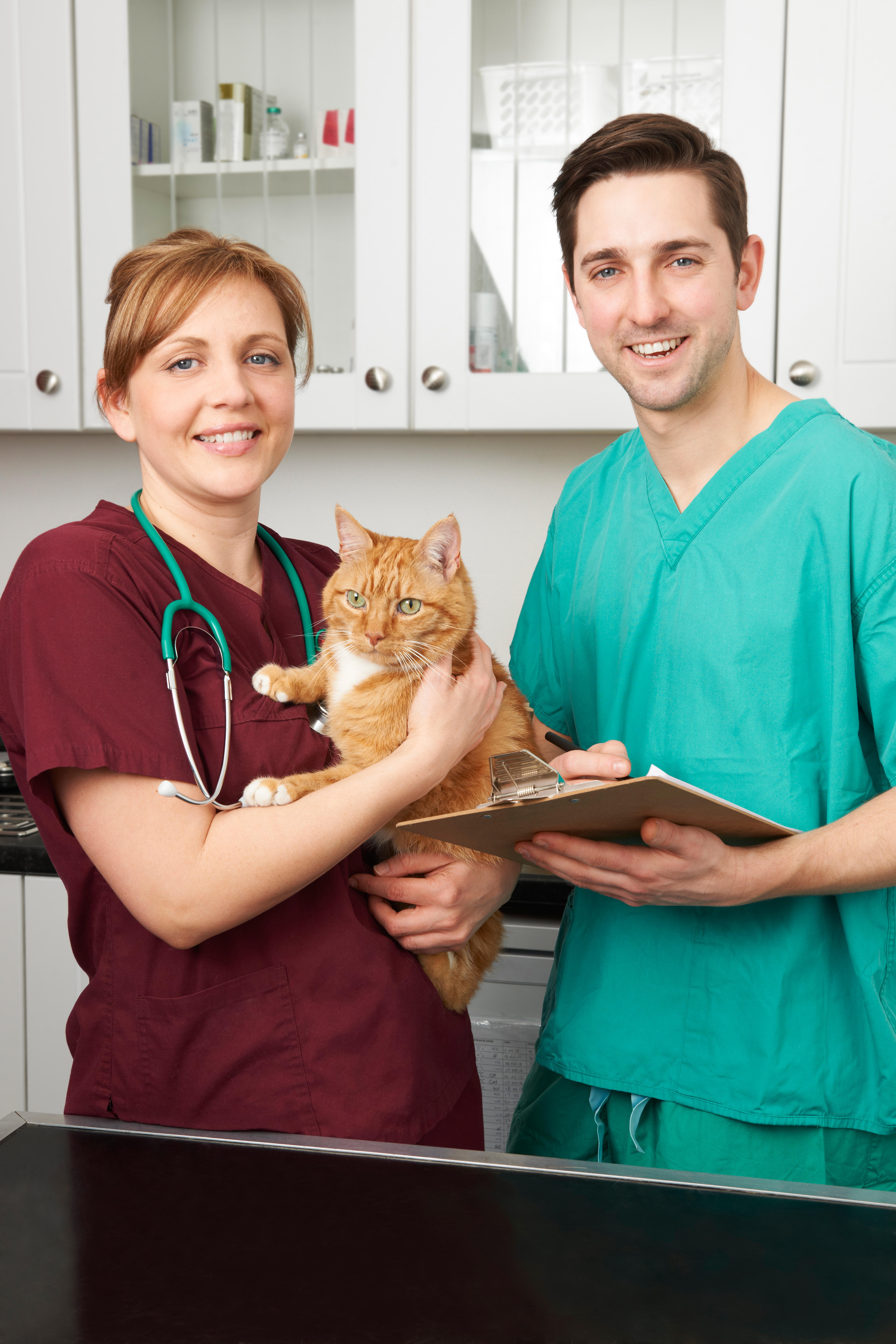 Vets should publish prices and cap prescription costs, watchdog says ...