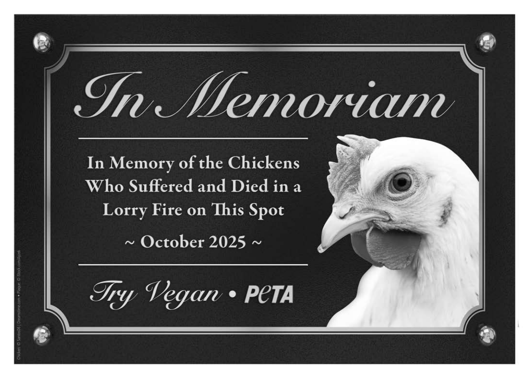 PETA calls for roadside memorial after chickens die on A12