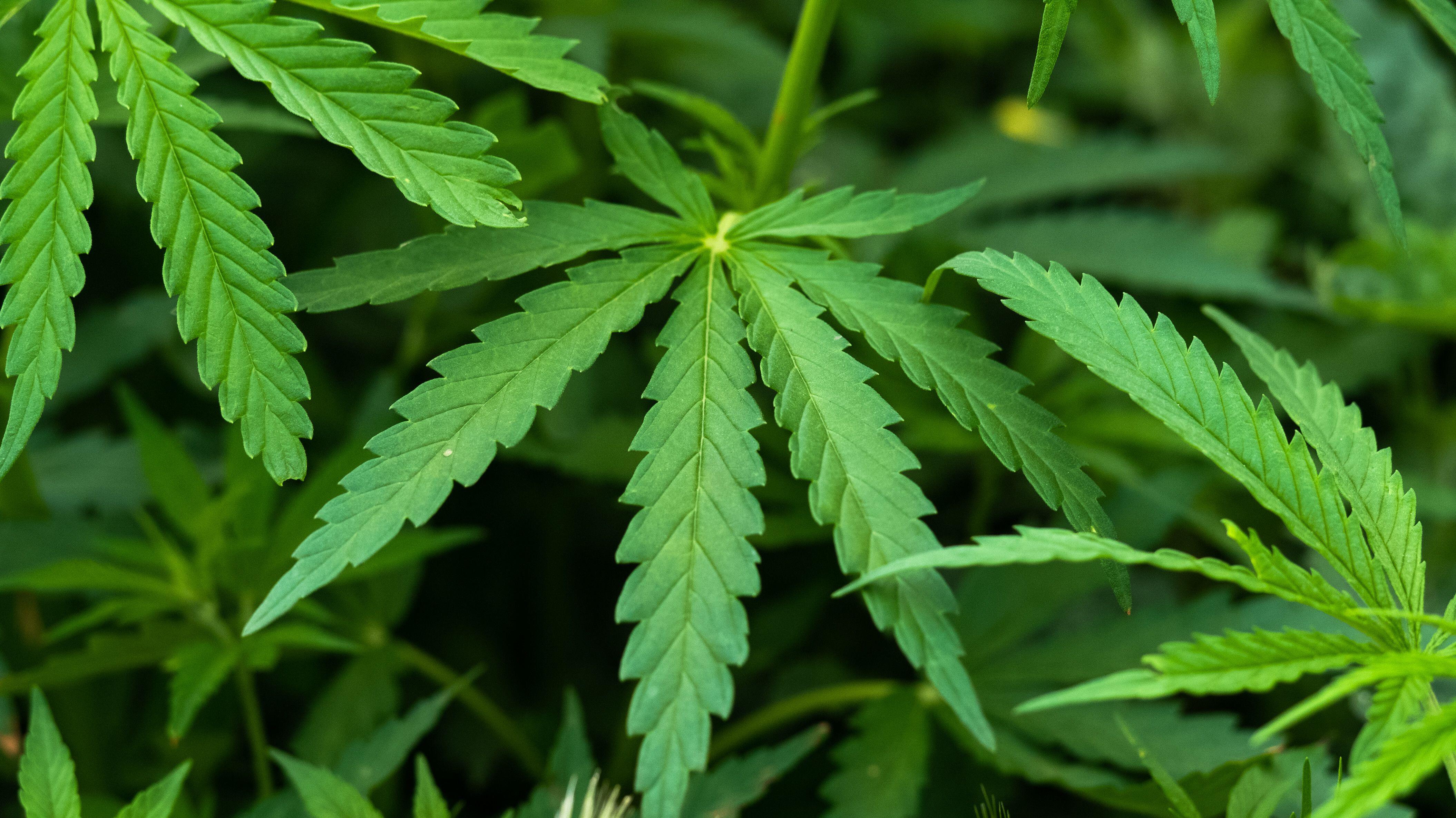 70 cannabis plants and machete seized from an address in Dudley | News ...