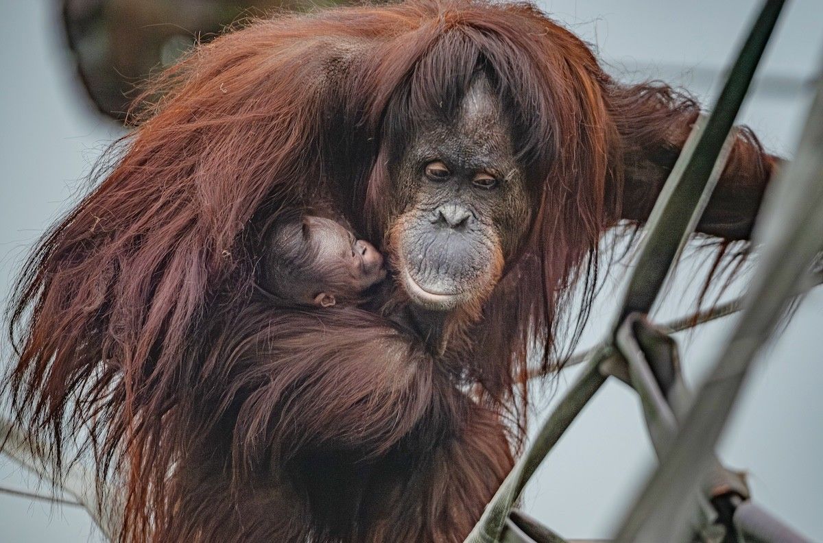 Birth of rare Bornean orangutan at Chester Zoo hailed 'important step ...