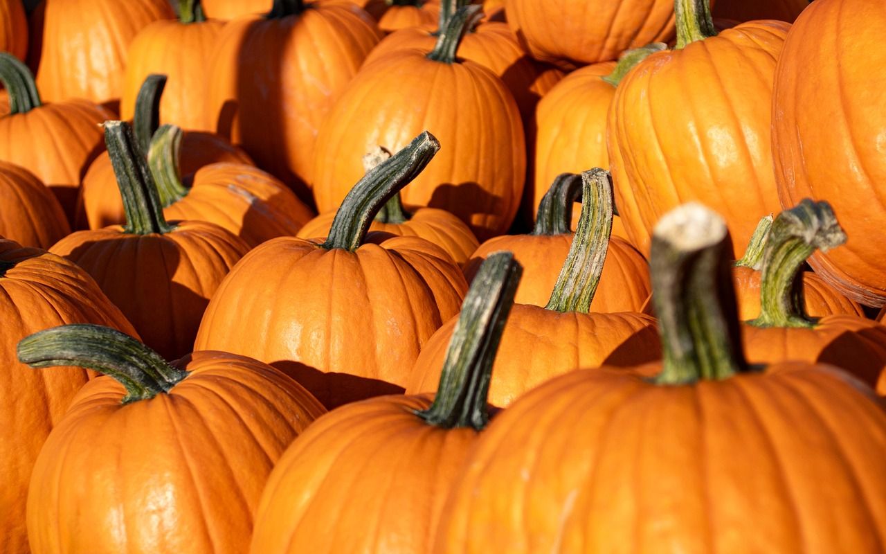 'Massive improvements' in this year's pumpkins, says Herefordshire farm