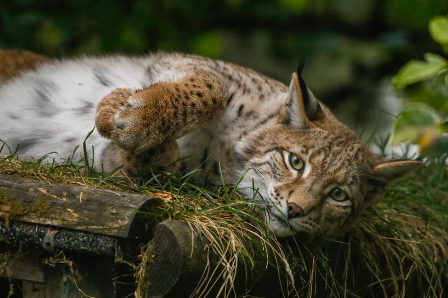 Rescued lynx settling 'incredibly well' in the Highlands | News - Hits ...