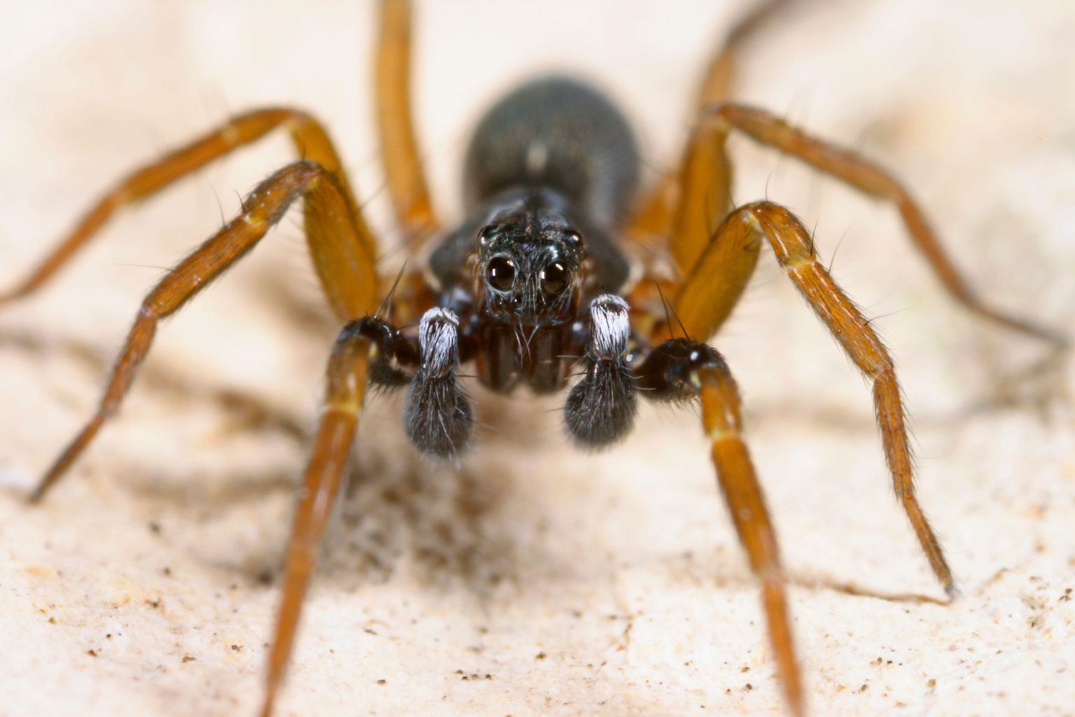 Critically endangered spider found on the Isle of Wight