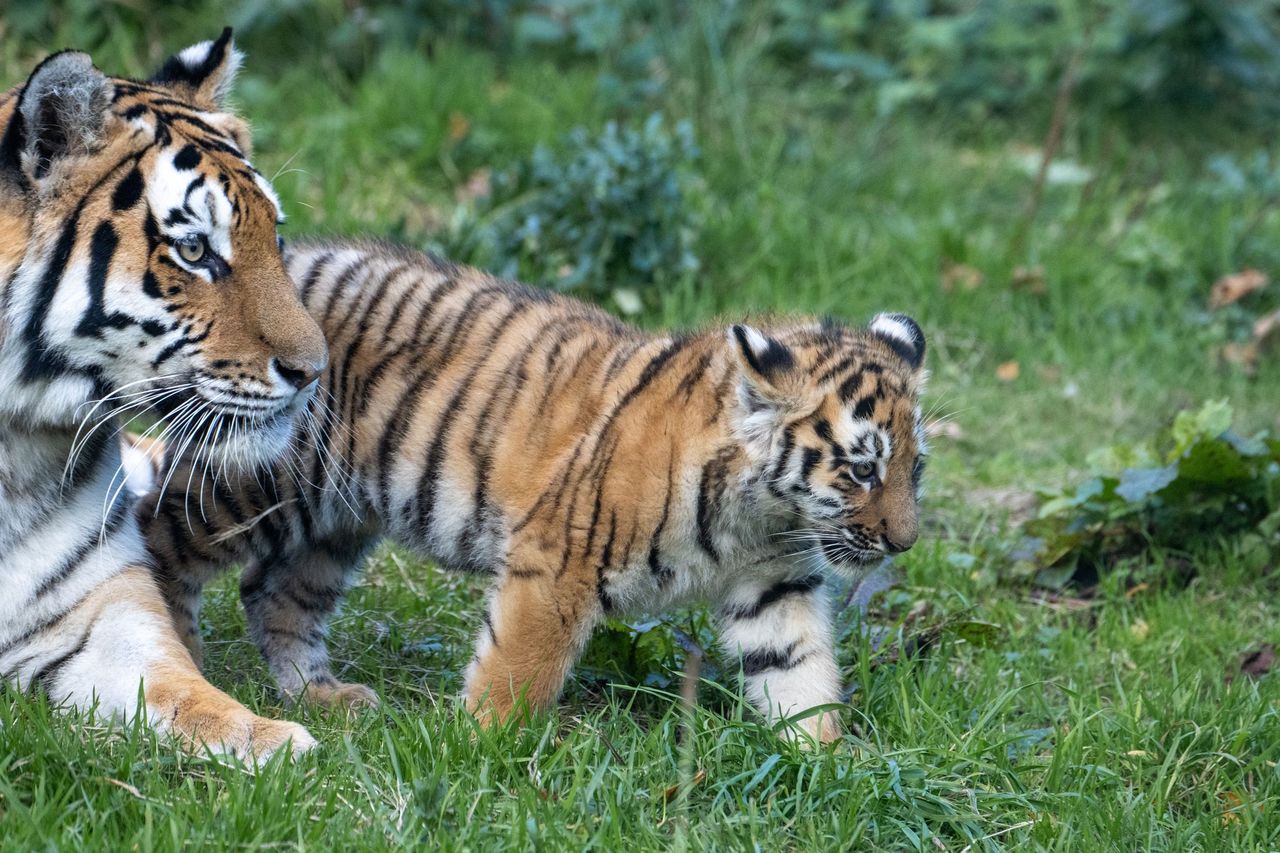 Rare tiger cubs born at Knowsley Safari named