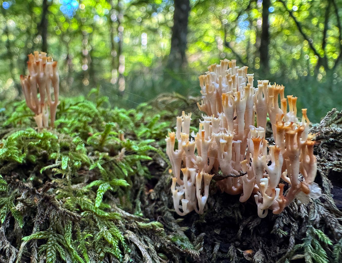 Rare fungus discovered in the New Forest for the first time