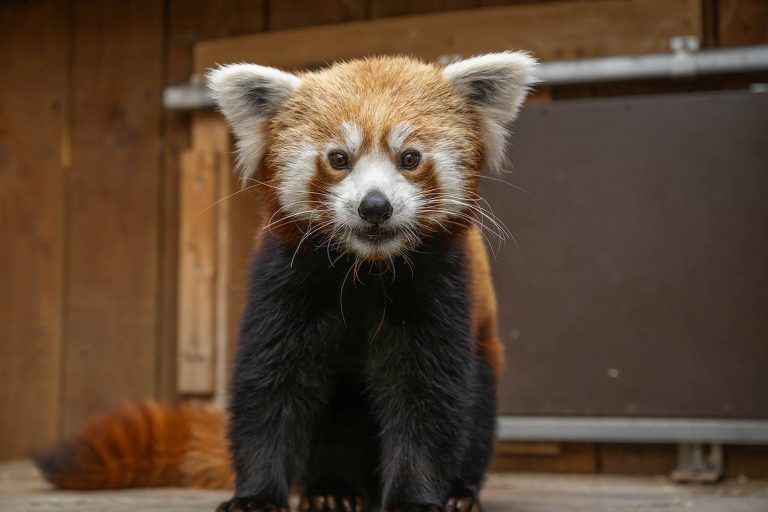 New Red Panda joins animals at Hertfordshire Zoo | News - Hits Radio ...