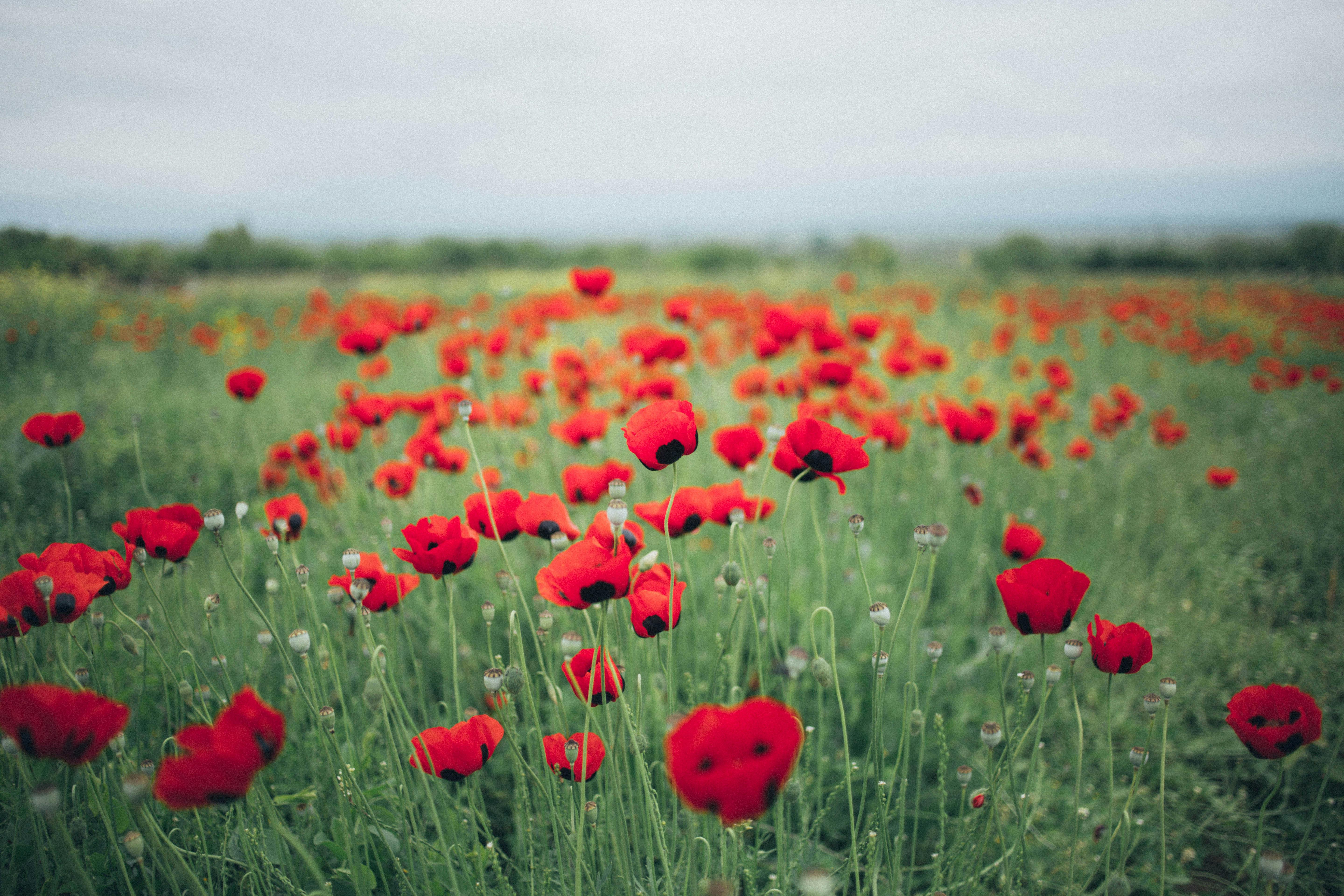 Man branded 'racist' for creating a Remembrance Day display in Blackpool
