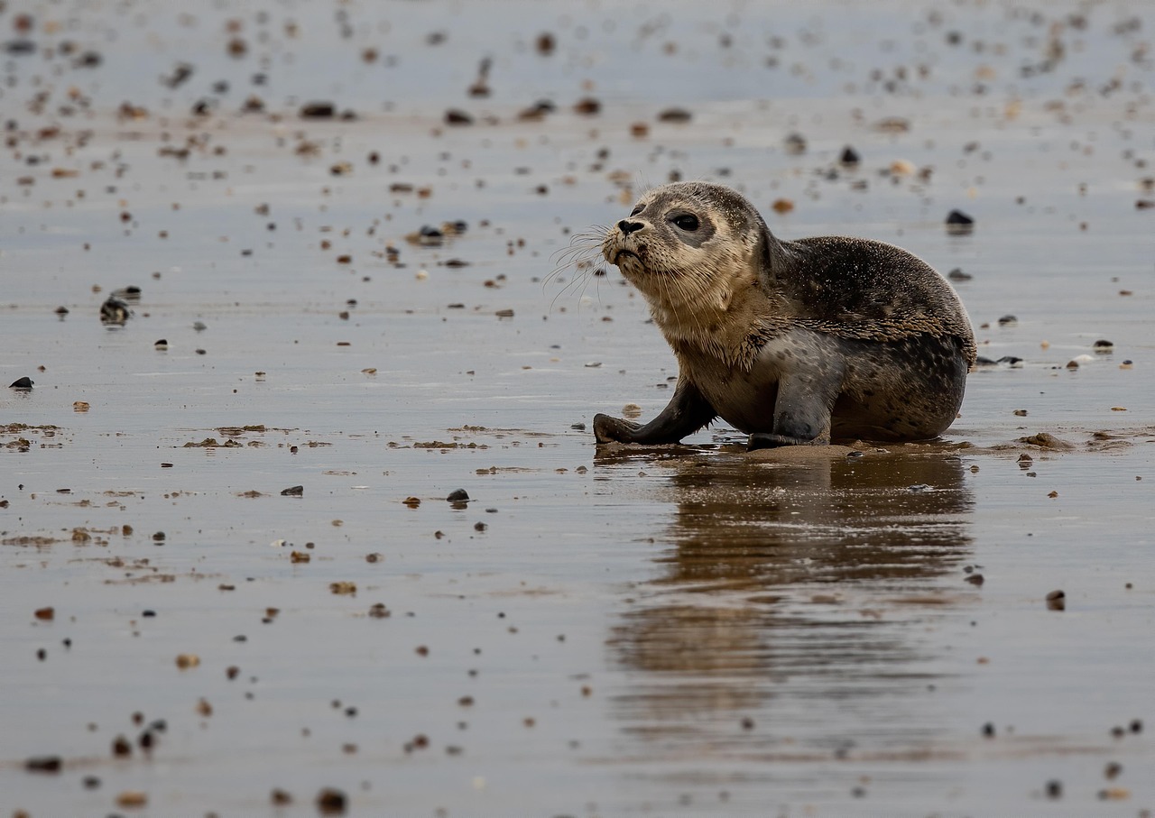World's longest-running grey seal pup survey continues on Farne Islands