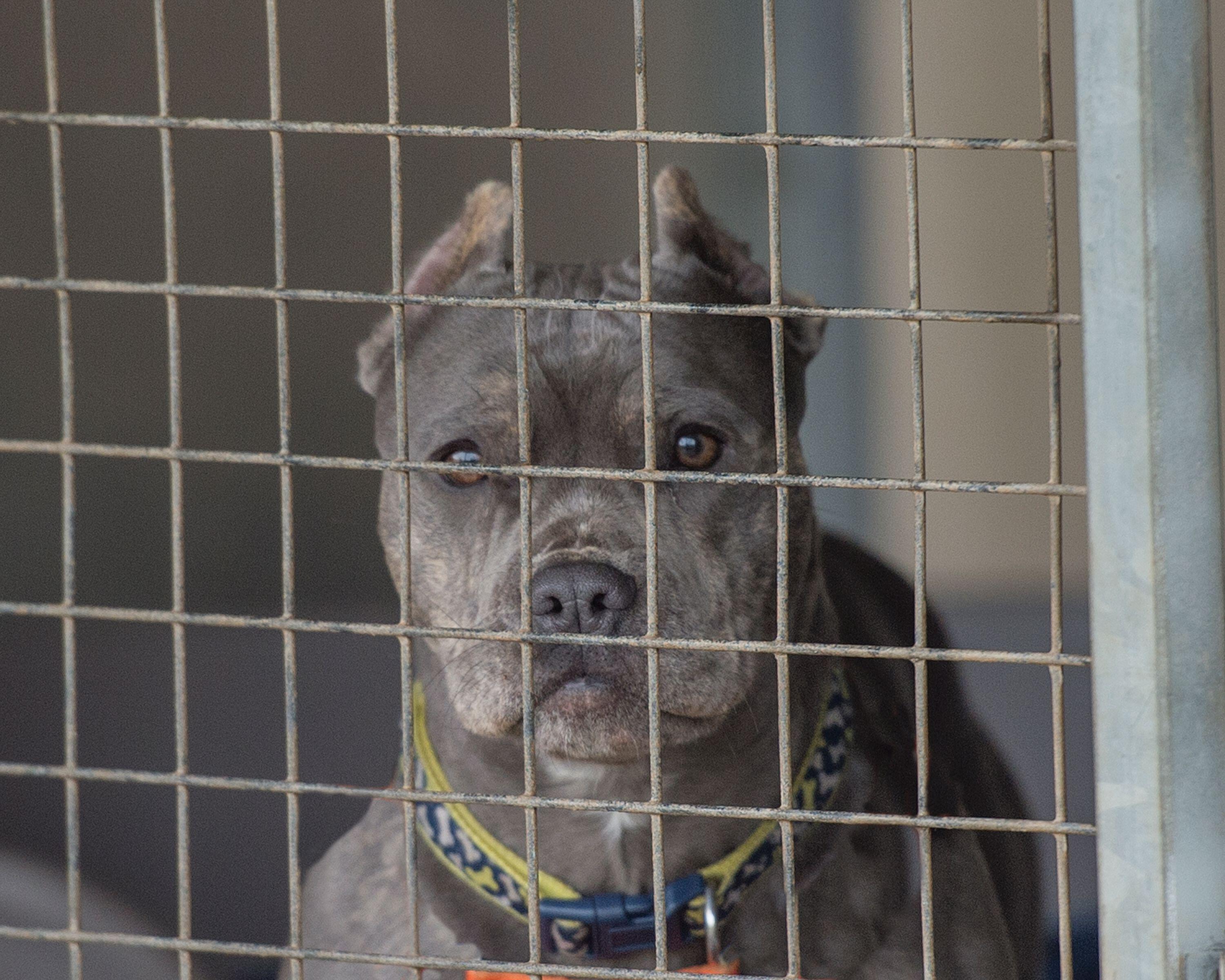 Inquest opens into death of nine-month old baby killed in XL Bully ...