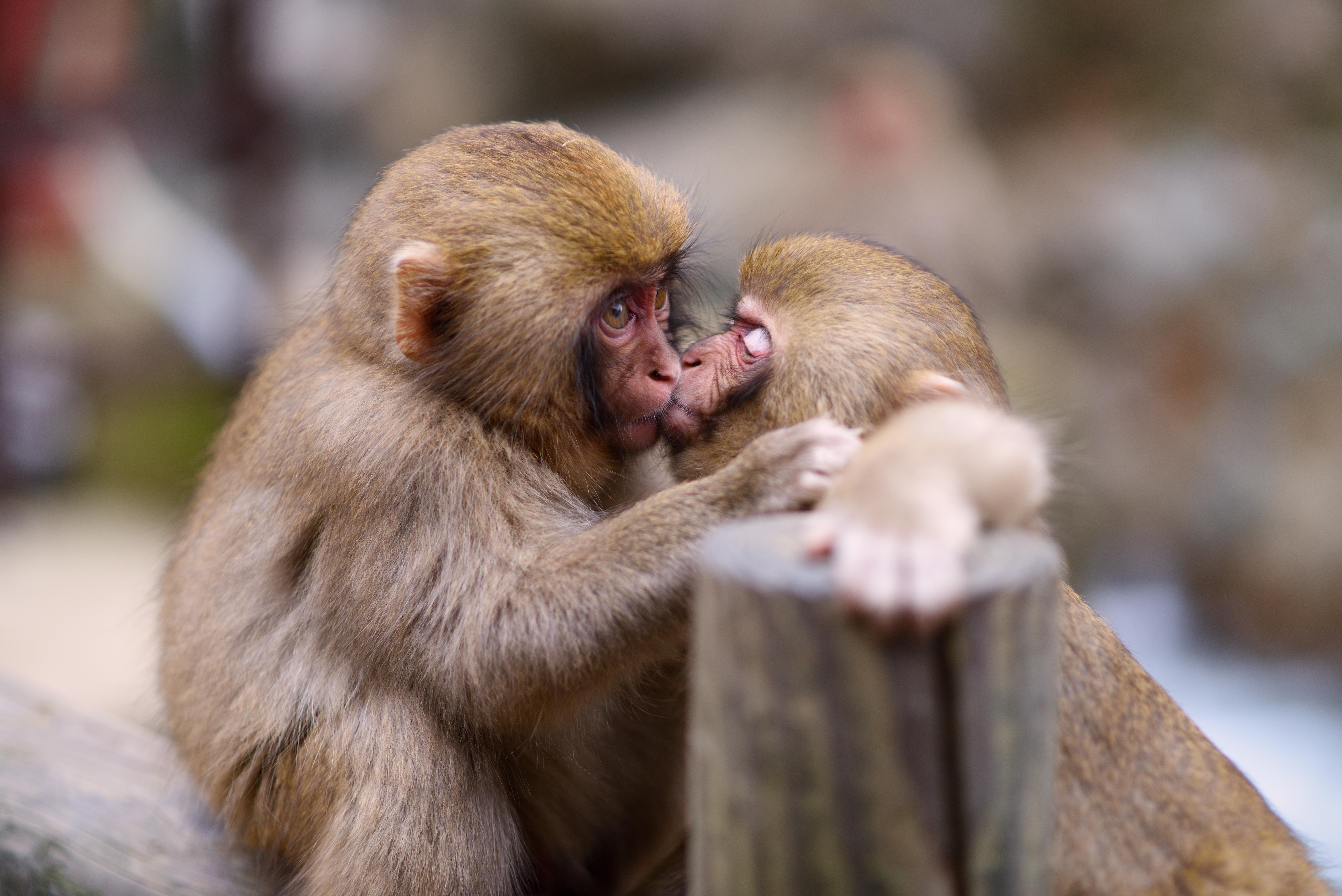 Oxford study suggests kissing evolved 21 million years ago