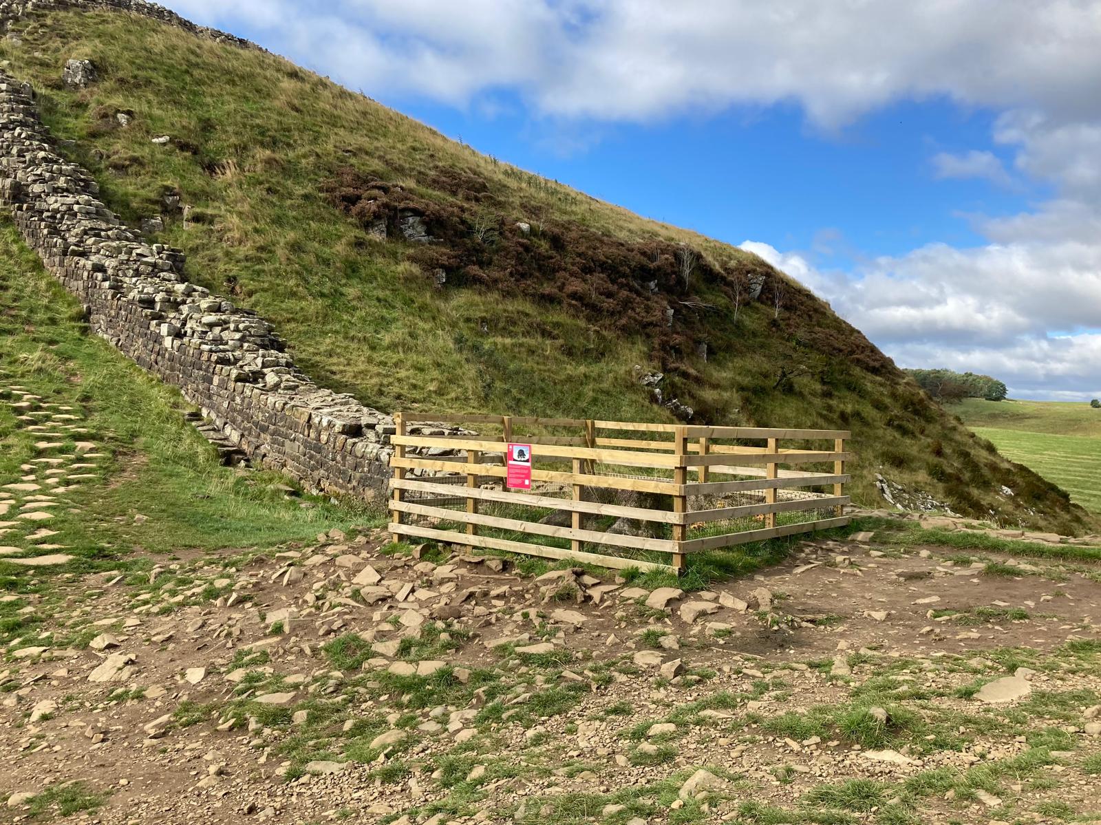 'hopeful' saplings from felled sycamore gap tree set to be planted