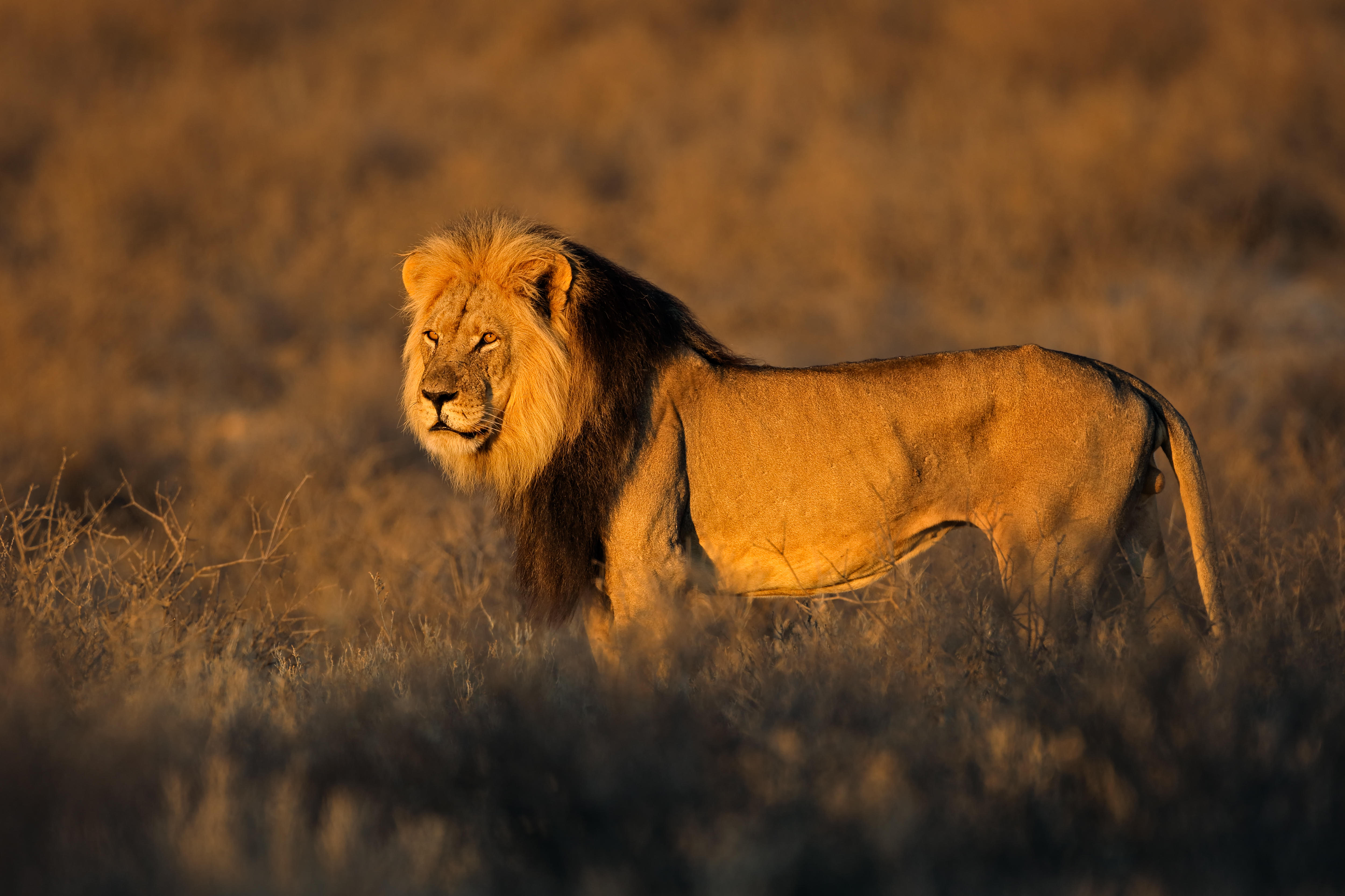 Exeter researchers discover new lion roar in boost for conservation