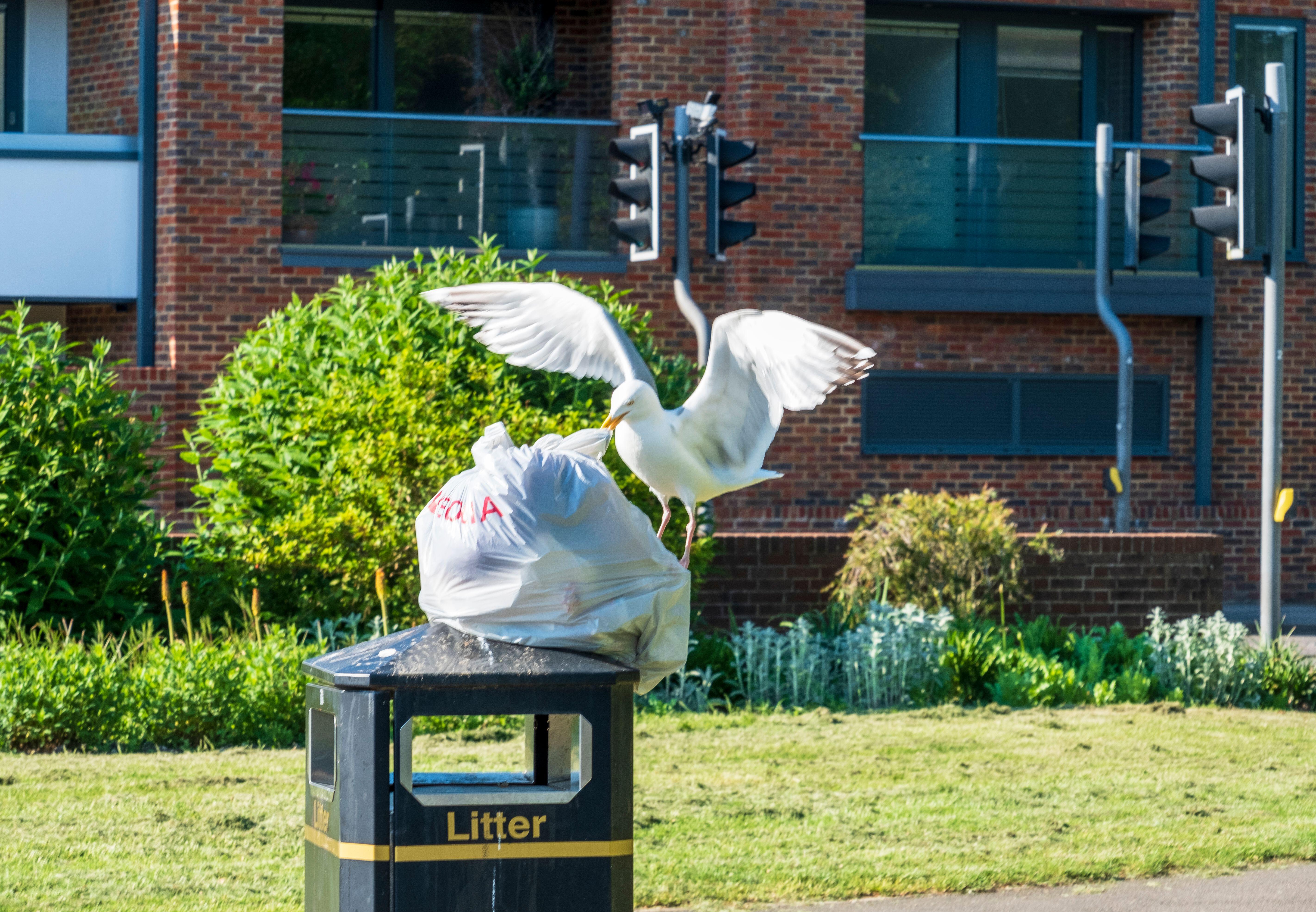 New 'Seagull Sacks' rolled out in Cardiff to stop litter