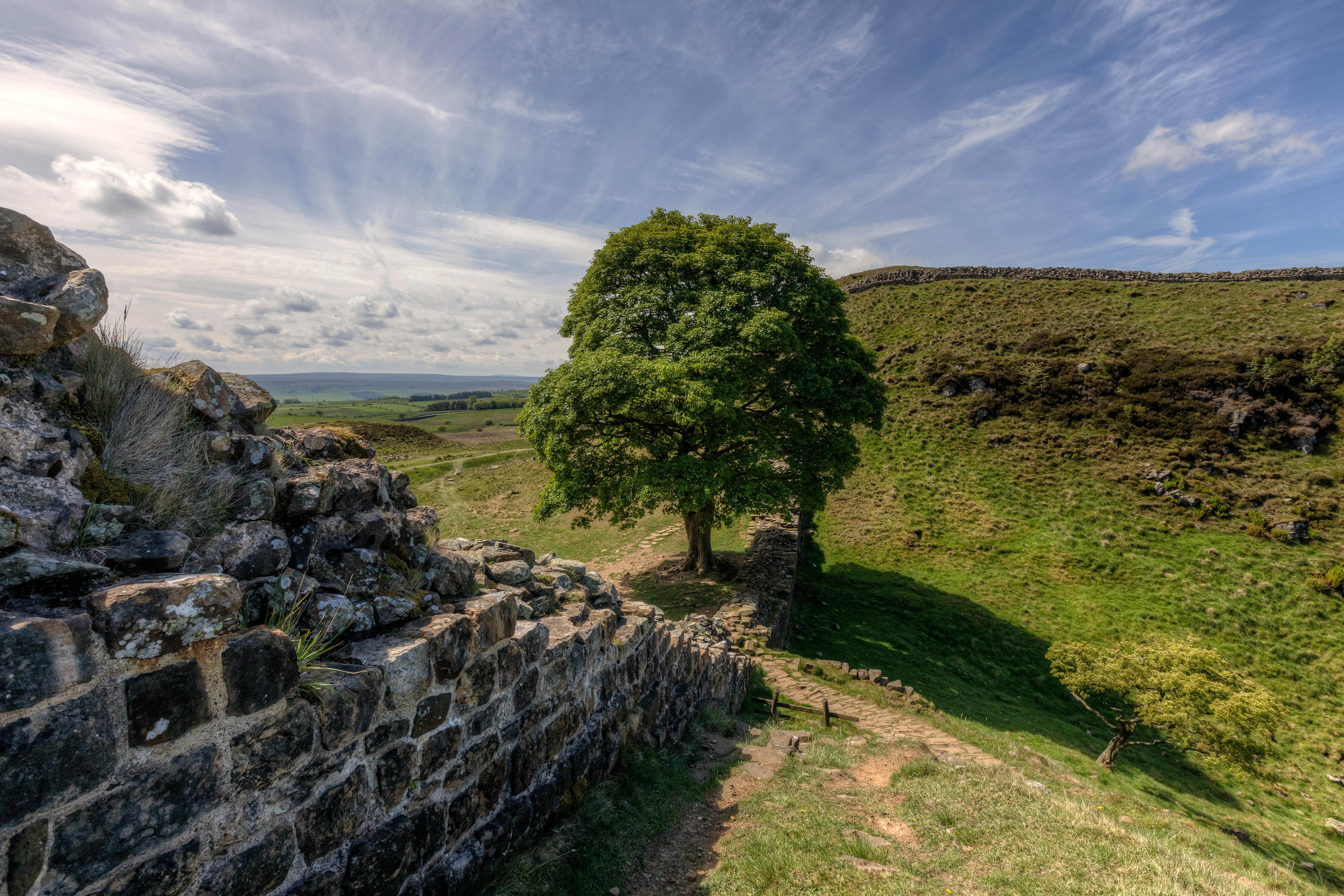 First saplings from Sycamore Gap Tree planted across UK | News - Hits ...