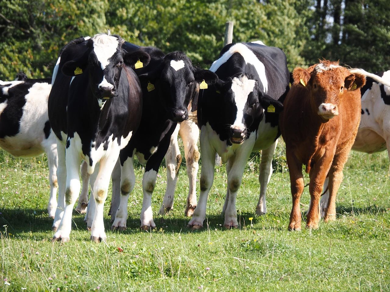 Testing's been ramped up after suspected Bluetongue case in Bangor