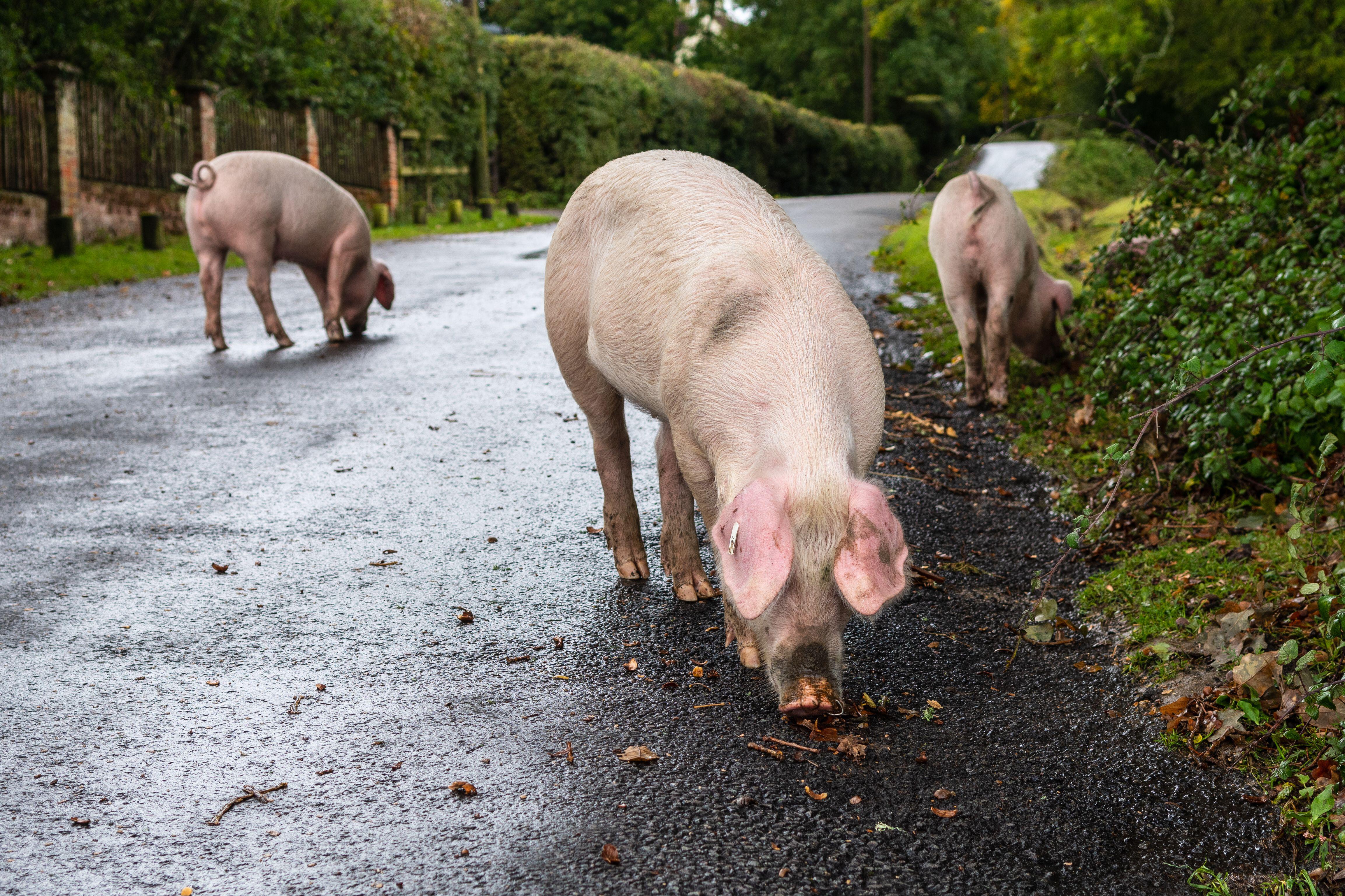 Roaming pigs become unlikely celebrities in Norfolk town