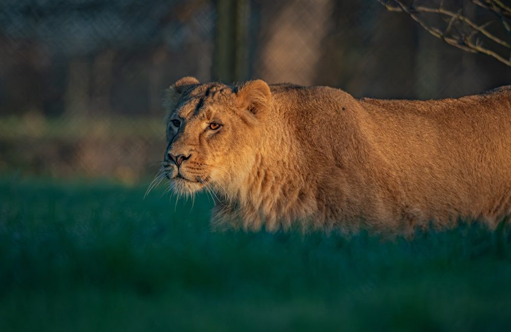 Some of the world's rarest lions arrive at Chester Zoo | News ...
