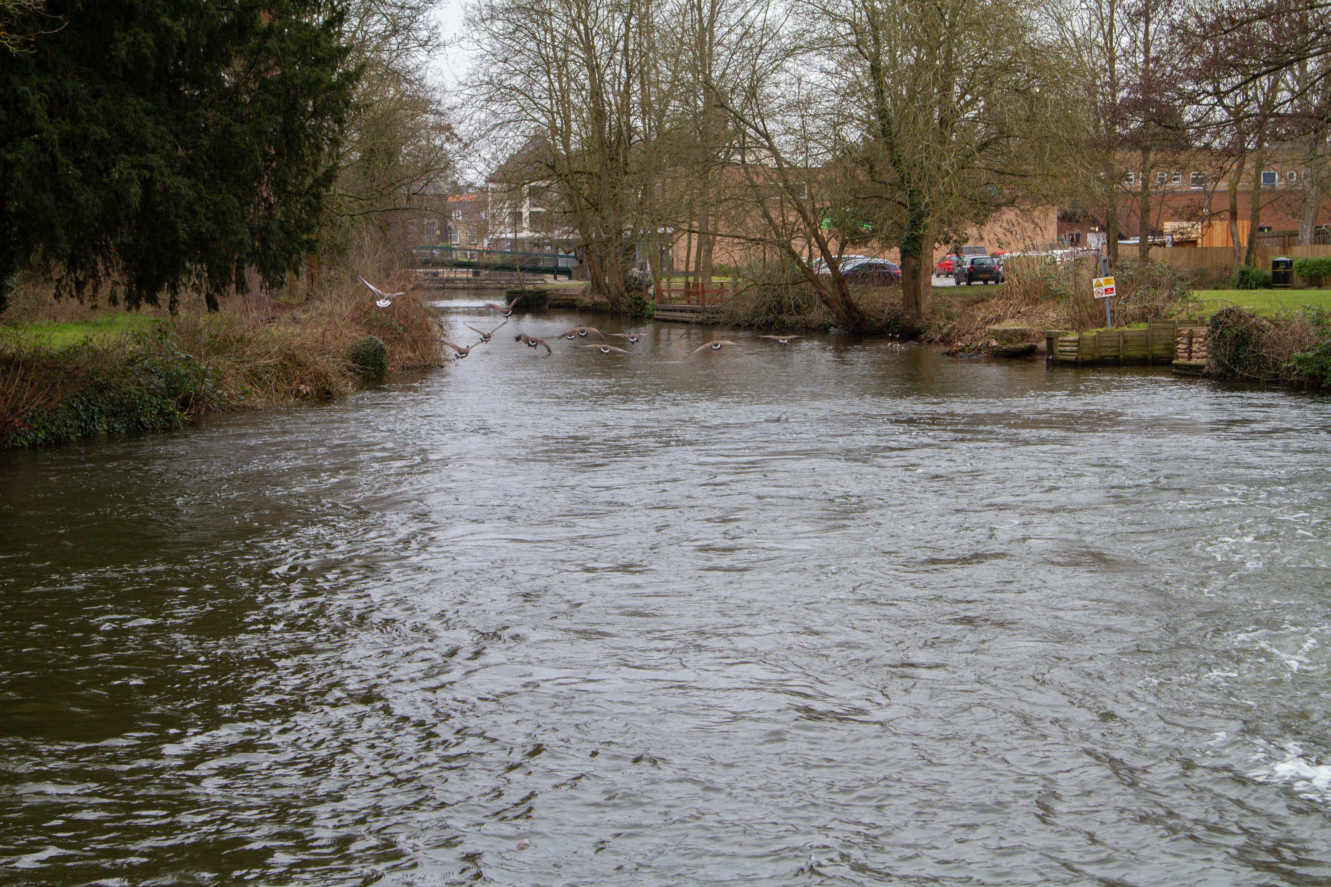 3,000 fish to be released into the River Thet to aid restoration ...