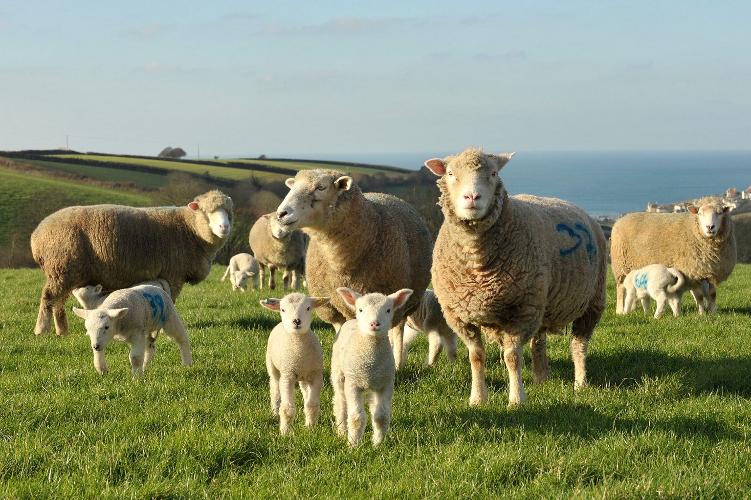 Dorset farmers warn new inheritance tax could end family farms