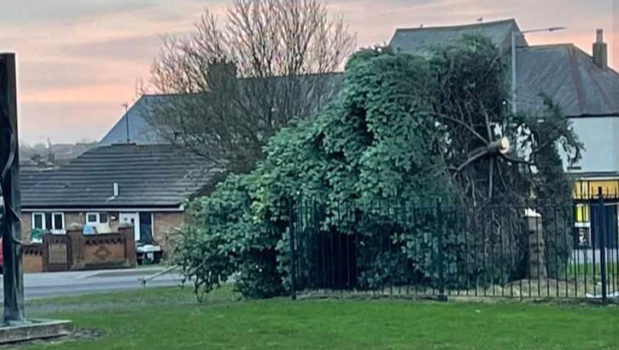 Christmas tree in Shotton Colliery, County Durham, cut down hours after ...
