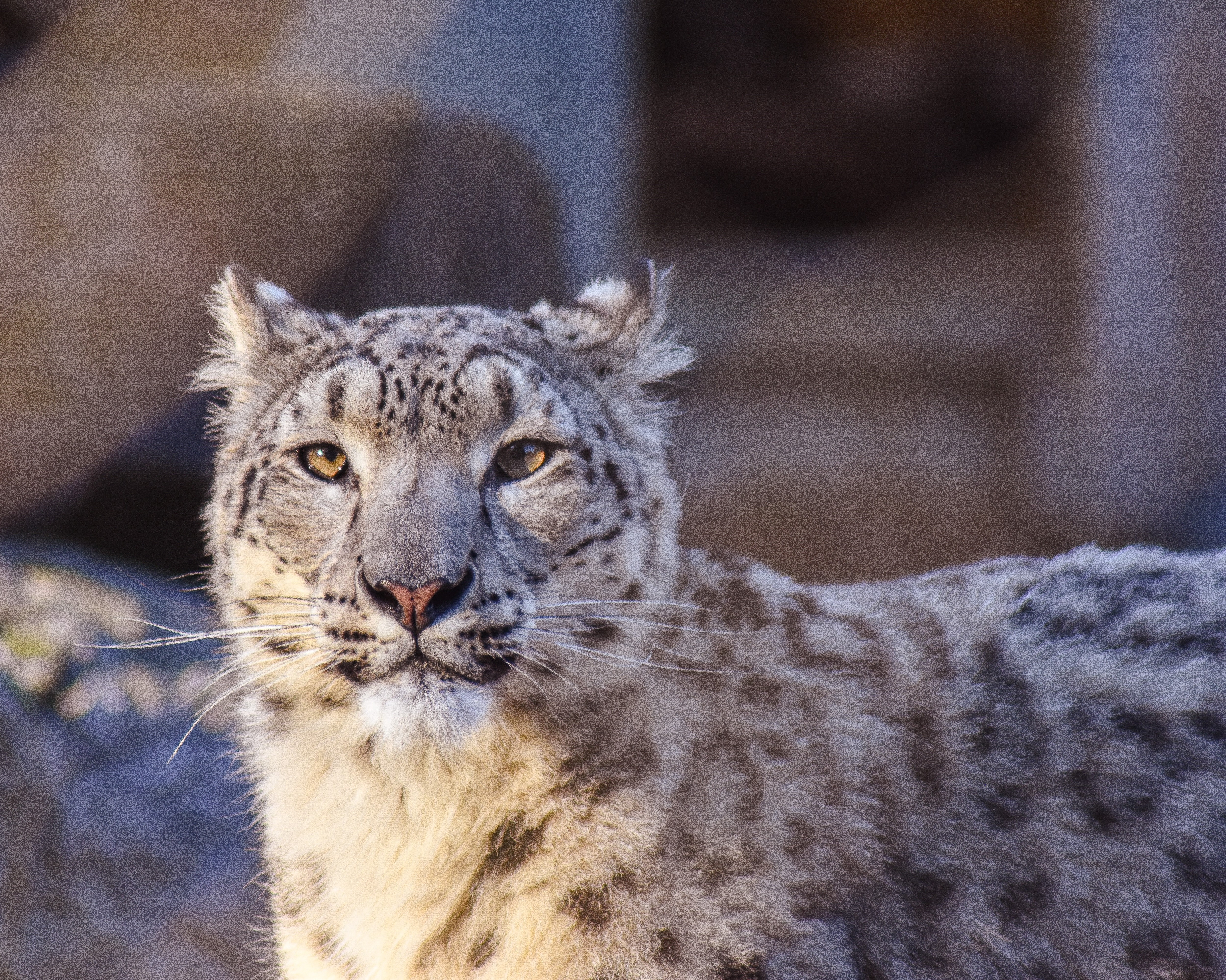 Aurora the snow leopard recovering after successful cataract surgery at ...