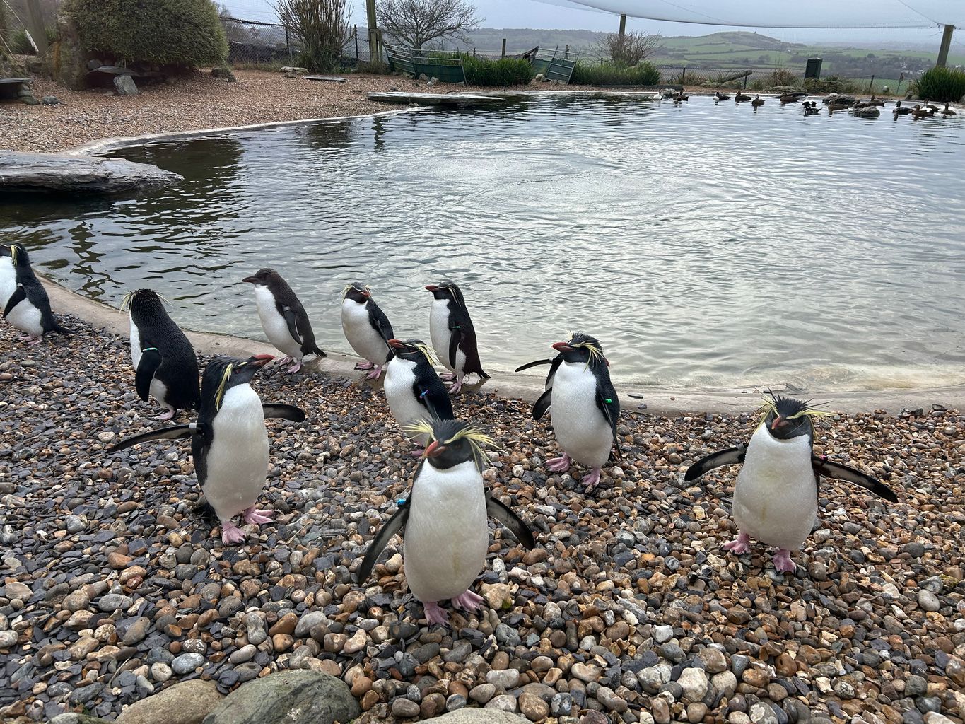 Whipsnade Zoo’s penguins set for a festive feast this Christmas | News ...