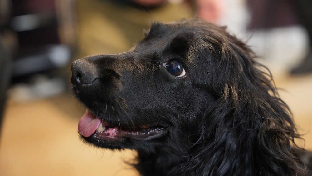 West Midlands Fire Service welcome a new four-legged recruit | News ...
