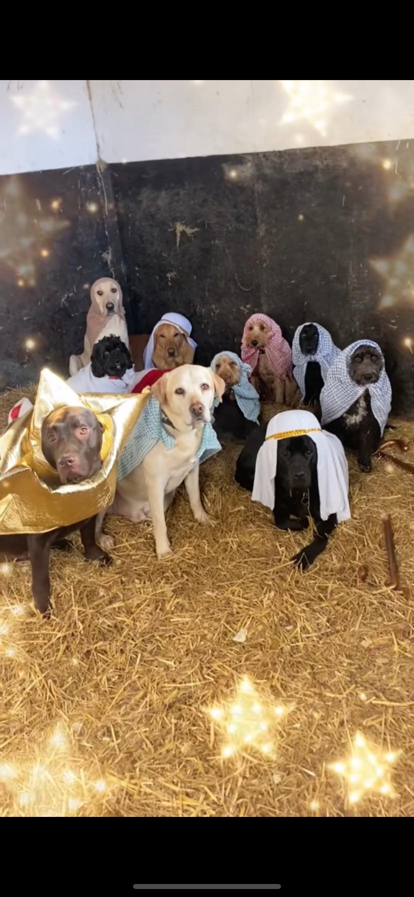 Dogs feature as nativity characters in viral social video