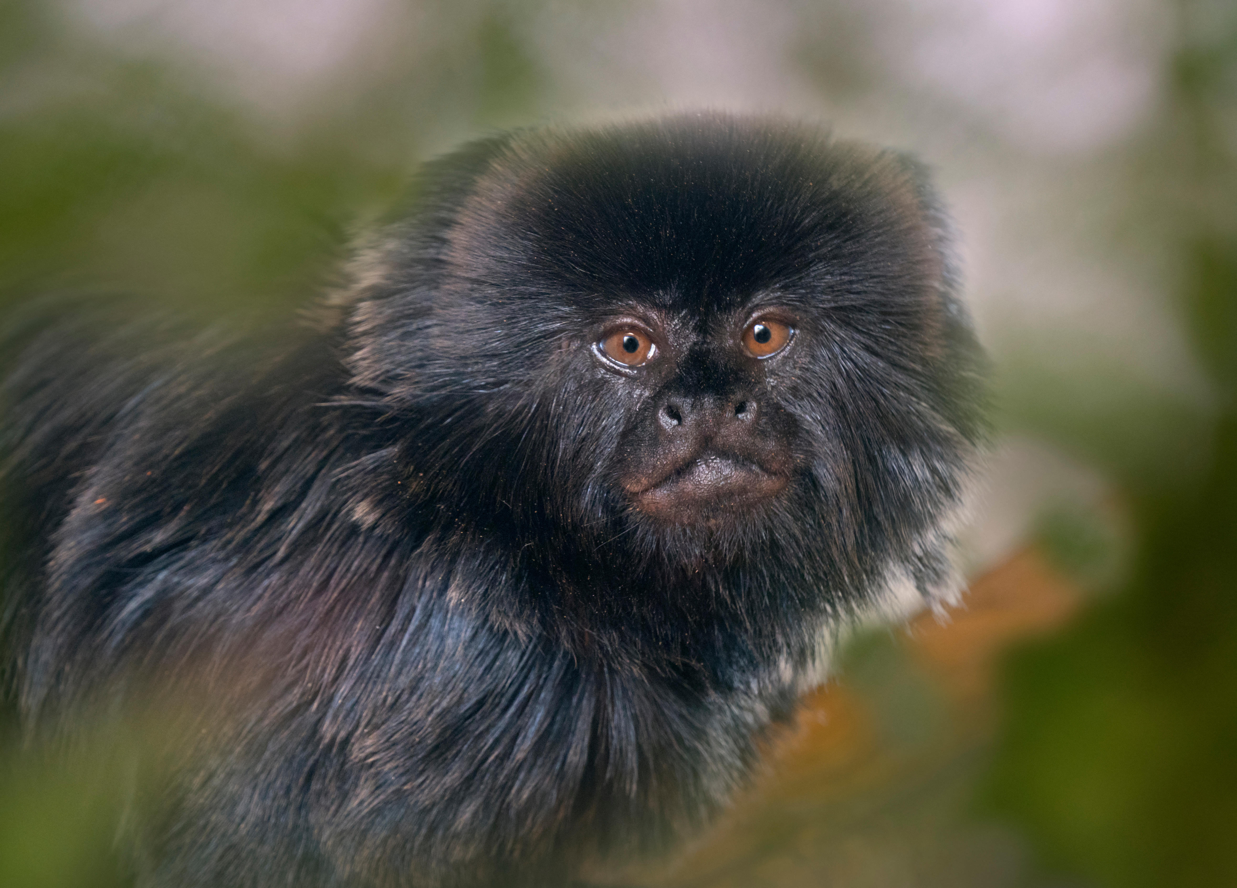 Monkeys arrive at new home in Berkshire