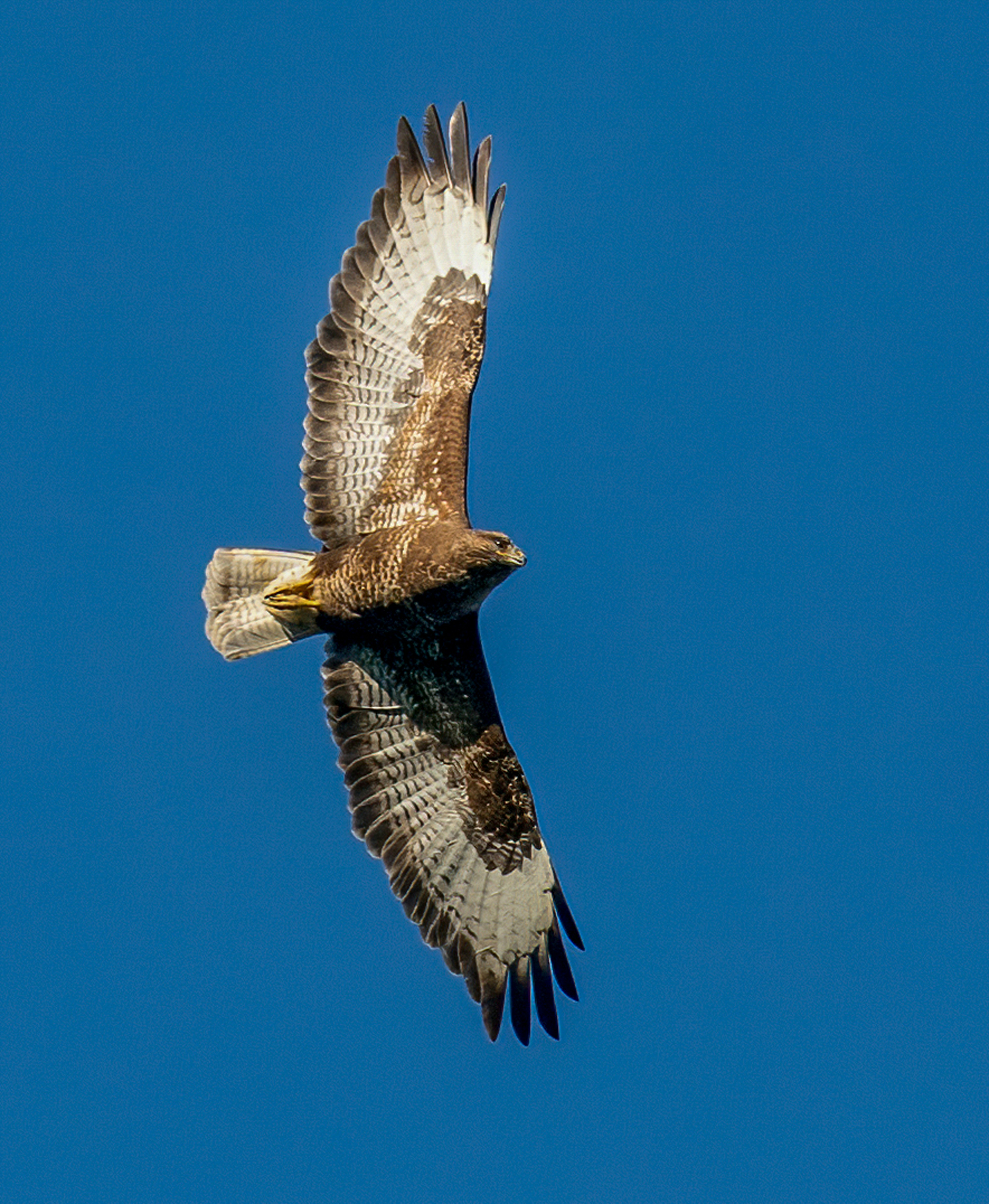 Gamekeeper fined after beating Buzzard bird to death in North Yorkshire ...