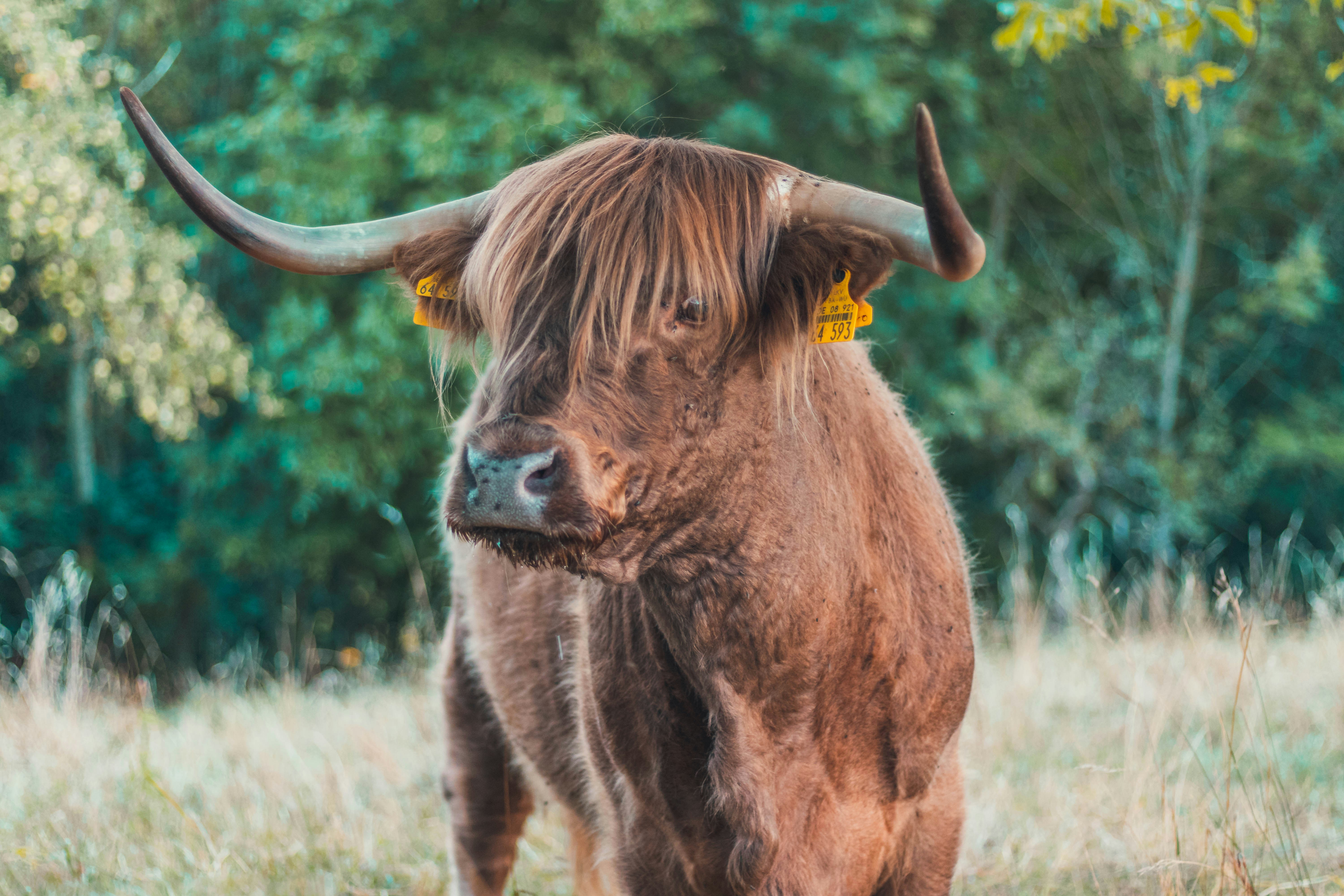 Bull shot after escaping onto railway tracks near Selby | News ...