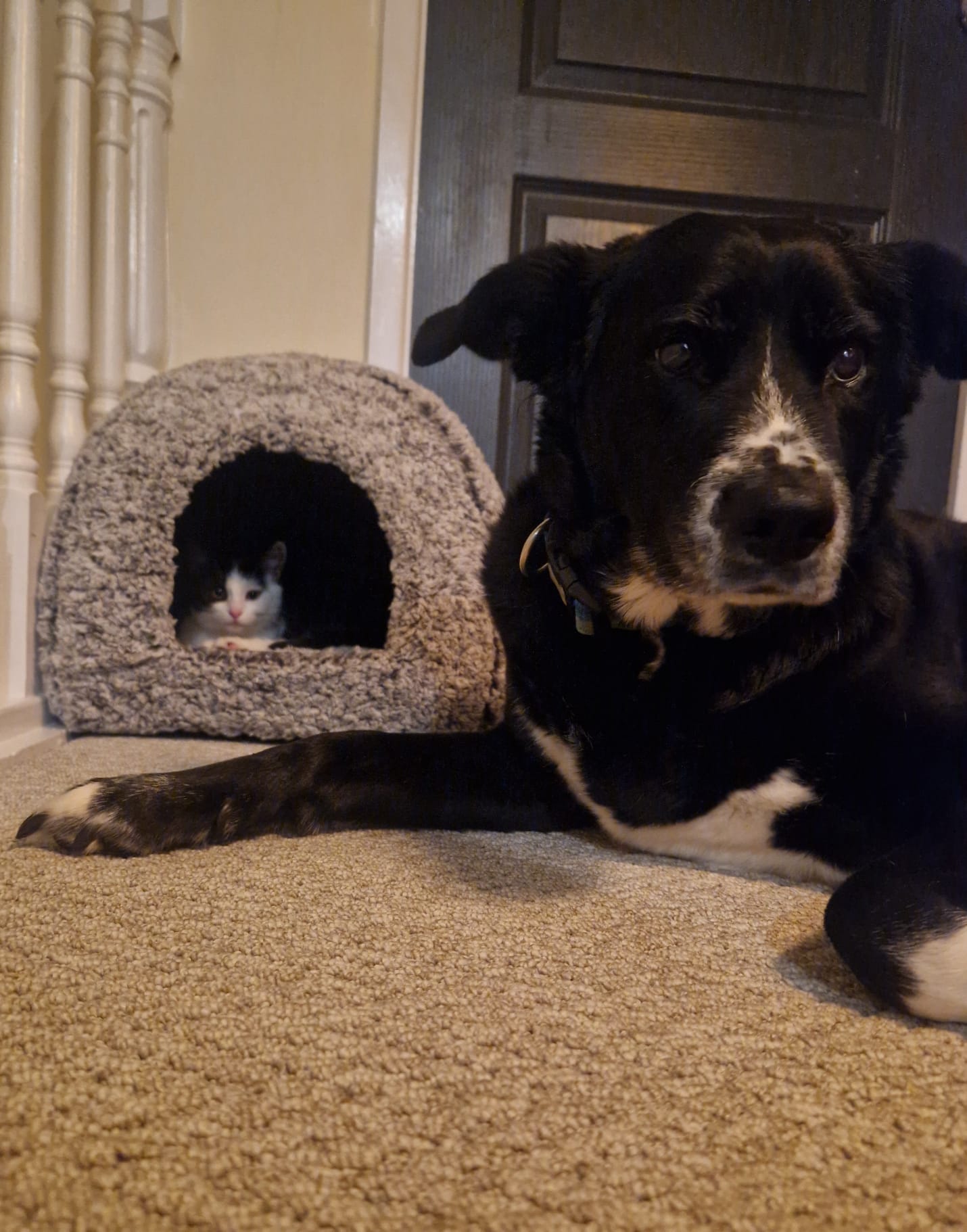 Vets will have to publish price lists under reforms to improve ...