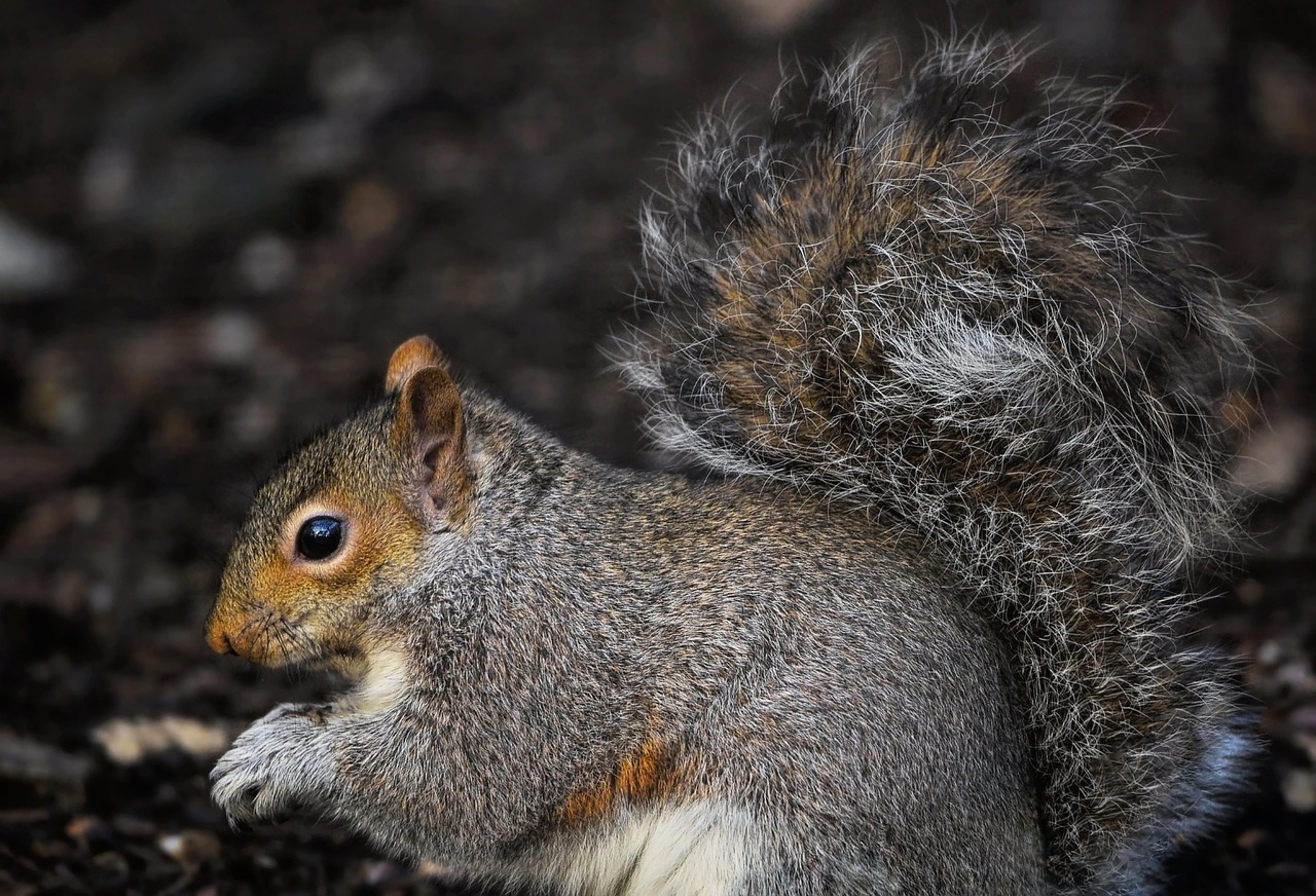 Research to develop 'pill' for grey squirrels among efforts to control ...