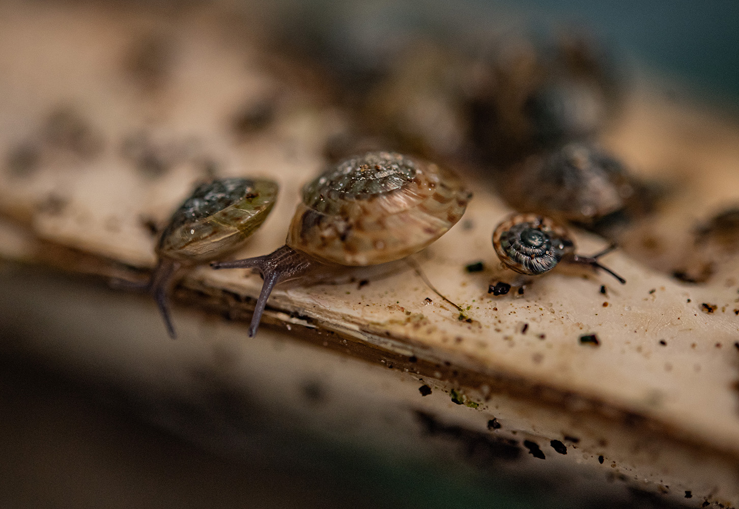 Tiny snail thought extinct brought bank from the brink by experts at ...