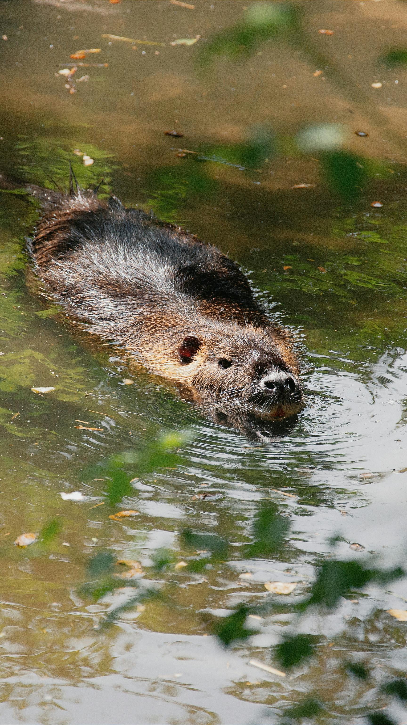 Beavers released to help restore river and wetland