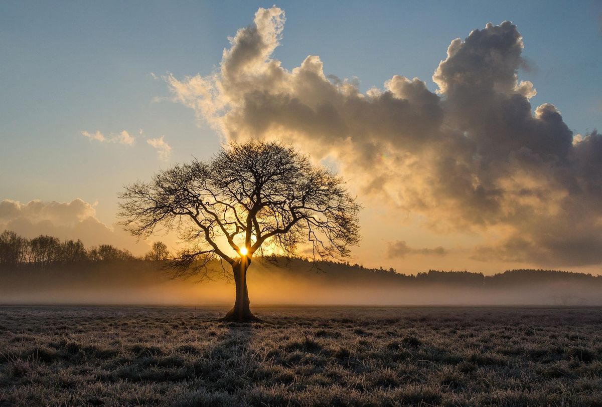 Join community tree planting day for A595 Grizebeck road improvement ...