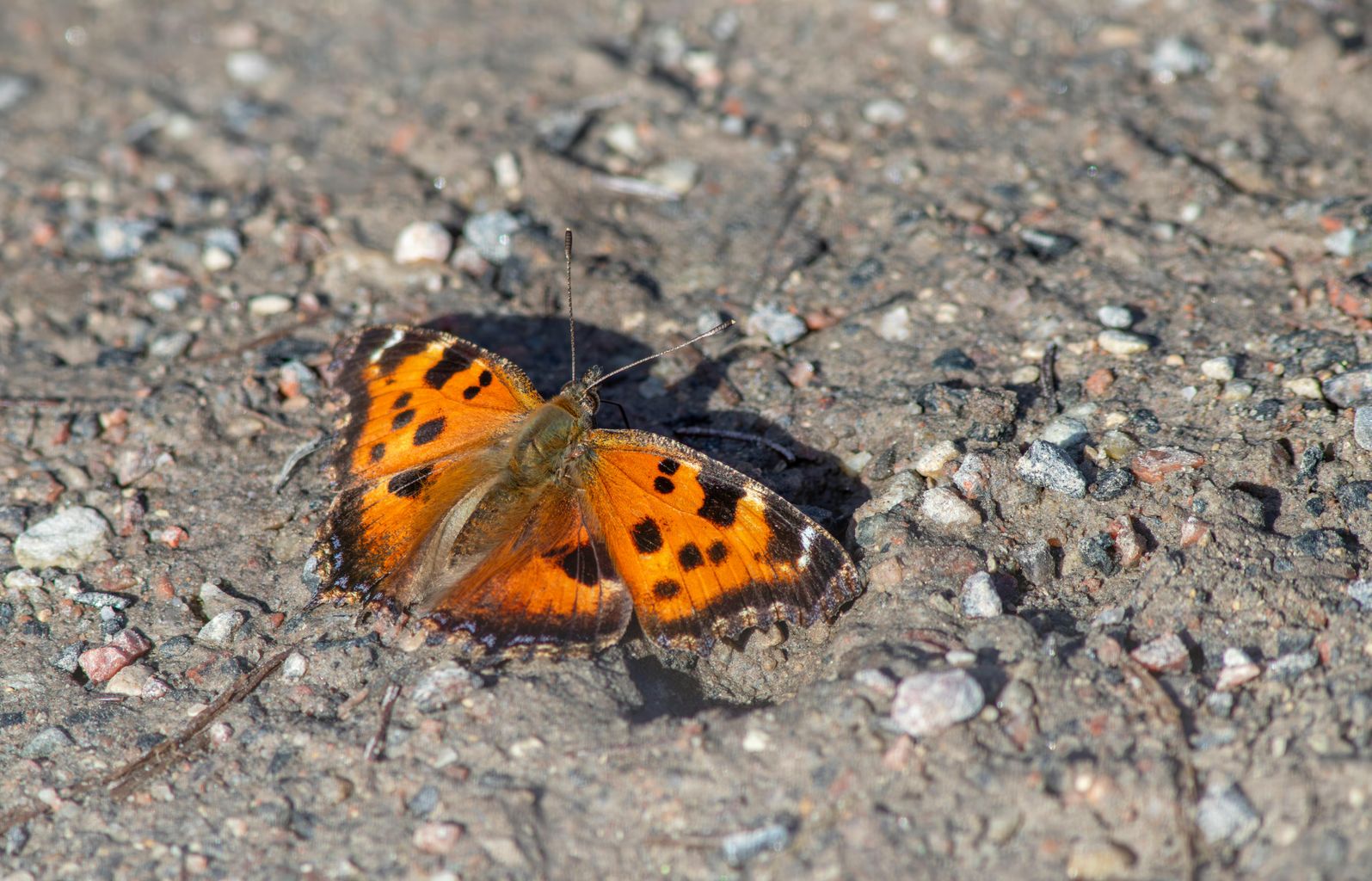 Large Tortoiseshell butterfly no longer considered extinct in UK