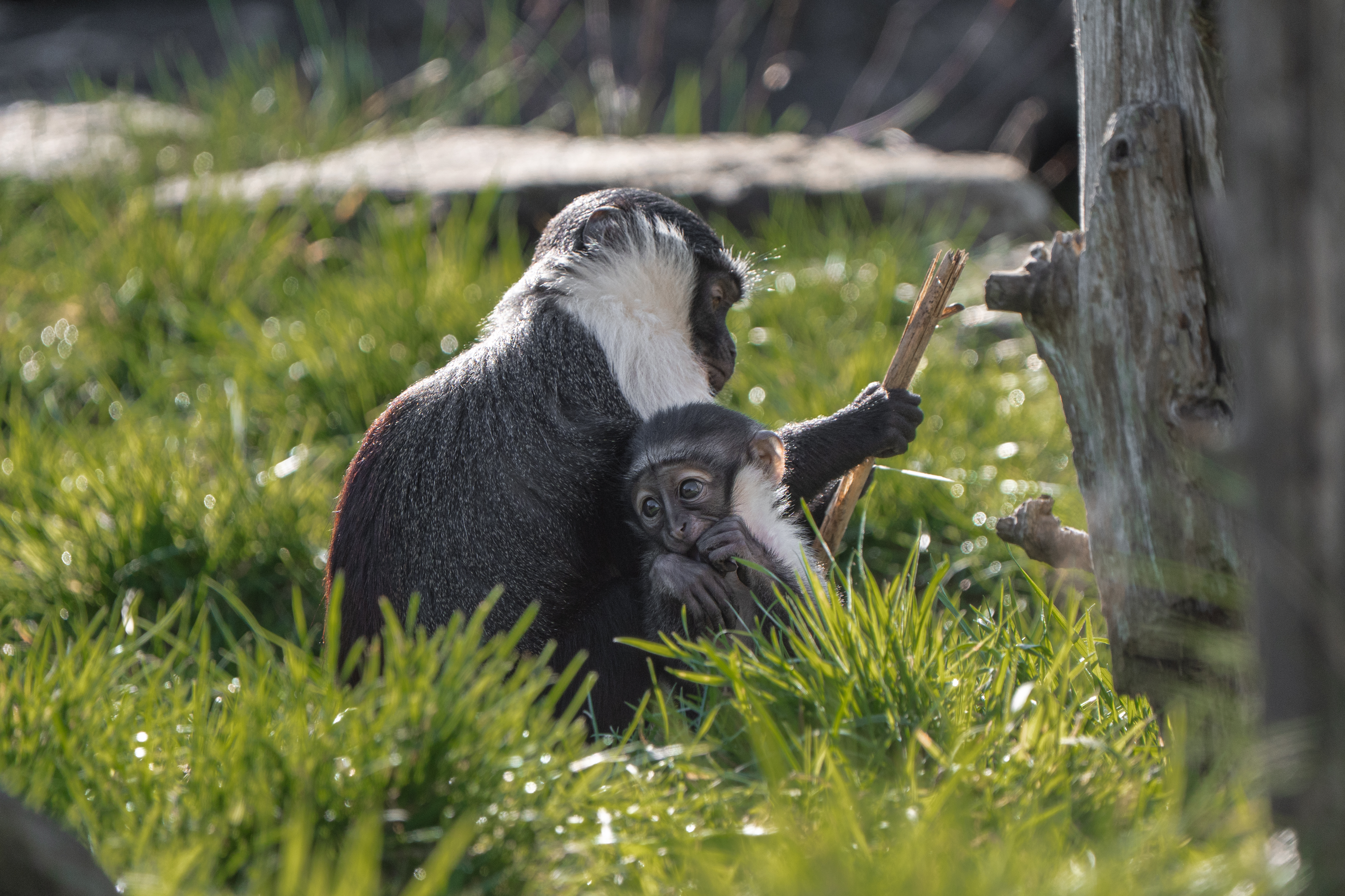 Critically endangered Roloway monkey gives birth following surgery at ...