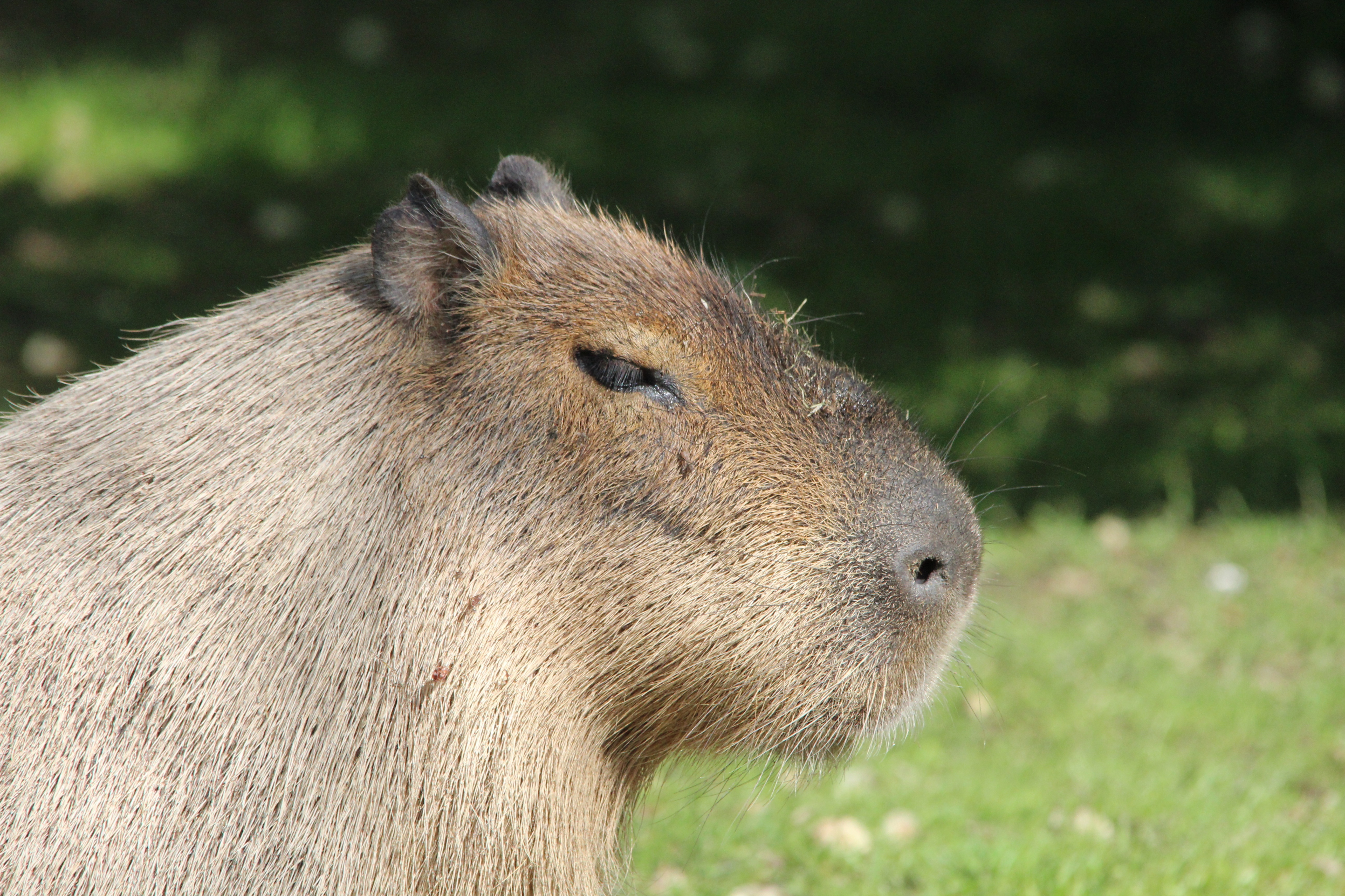 Drones to be sent out in hunt for missing Capybara