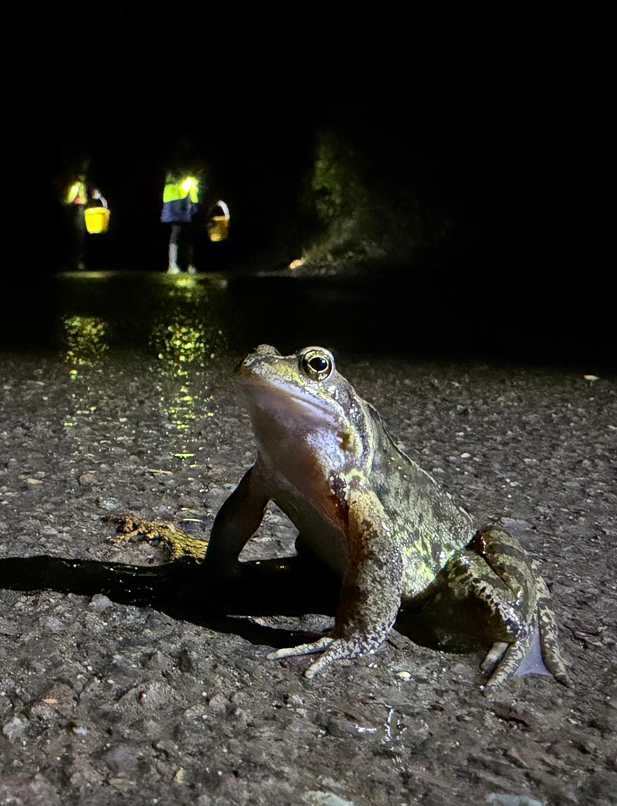 Over 3,000 frogs, toads and newts saved in annual Bath road patrol ...