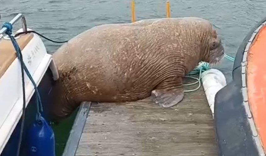 Onlookers urged to give walrus at Moray harbour 'much needed rest ...