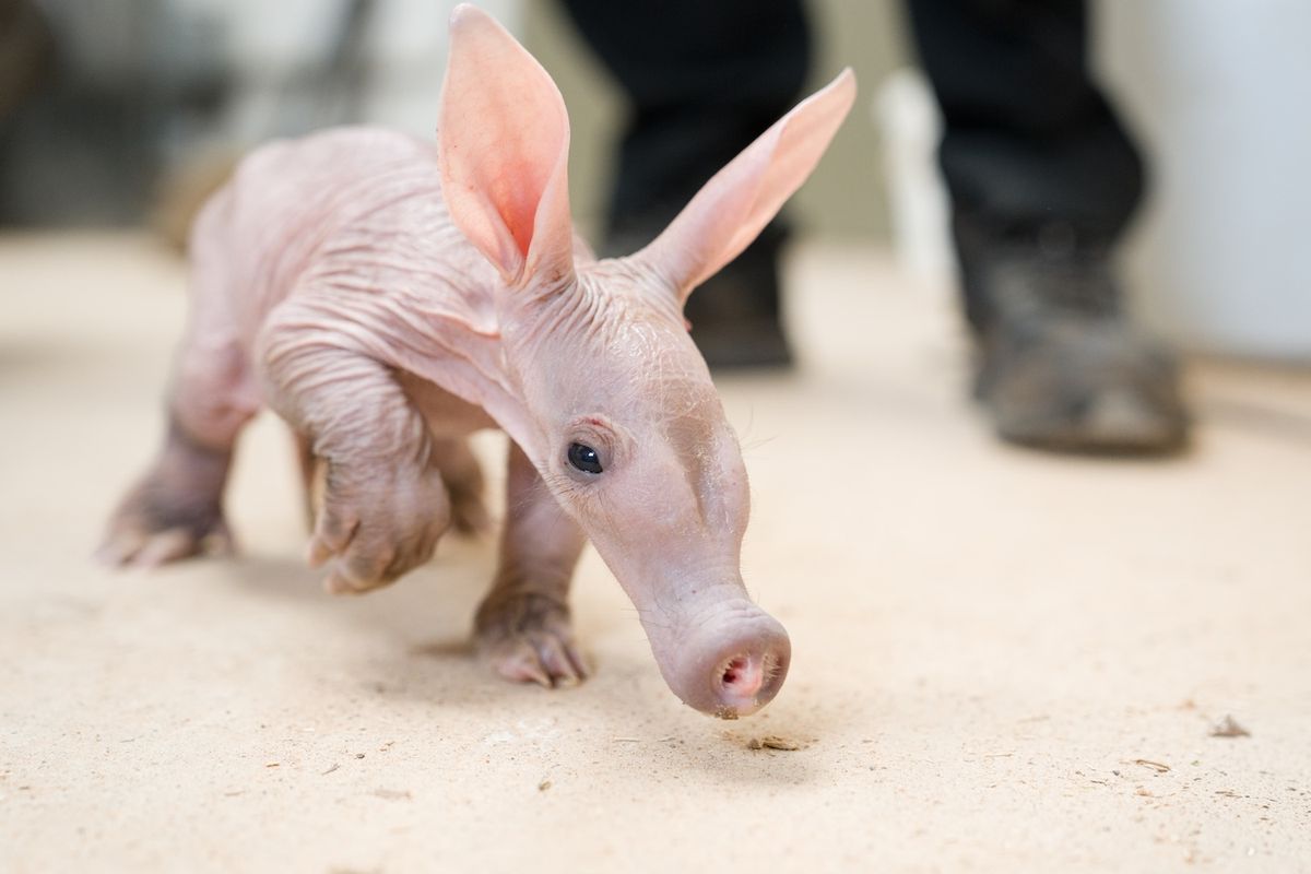 Chester Zoo welcomes rare aardvark calf named Womble