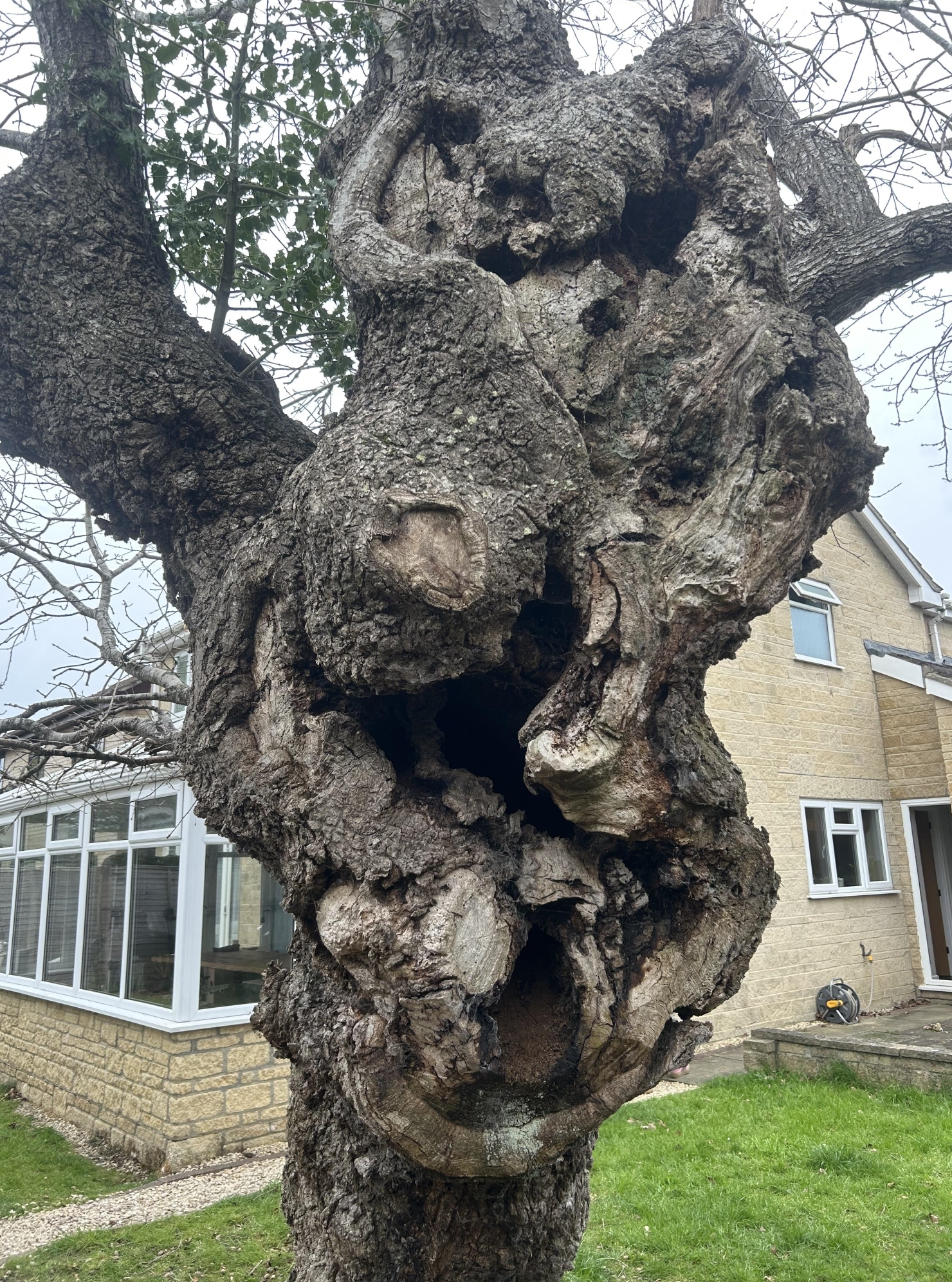 100-year-old Somerset oak tree saved from axe despite damage to nearby ...