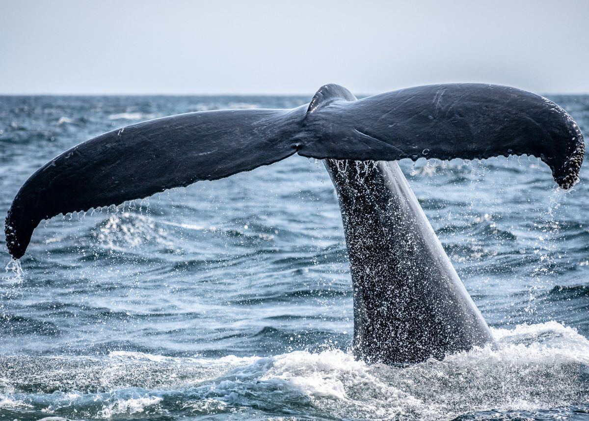Whale sighting amazes sailors off Brixham coast