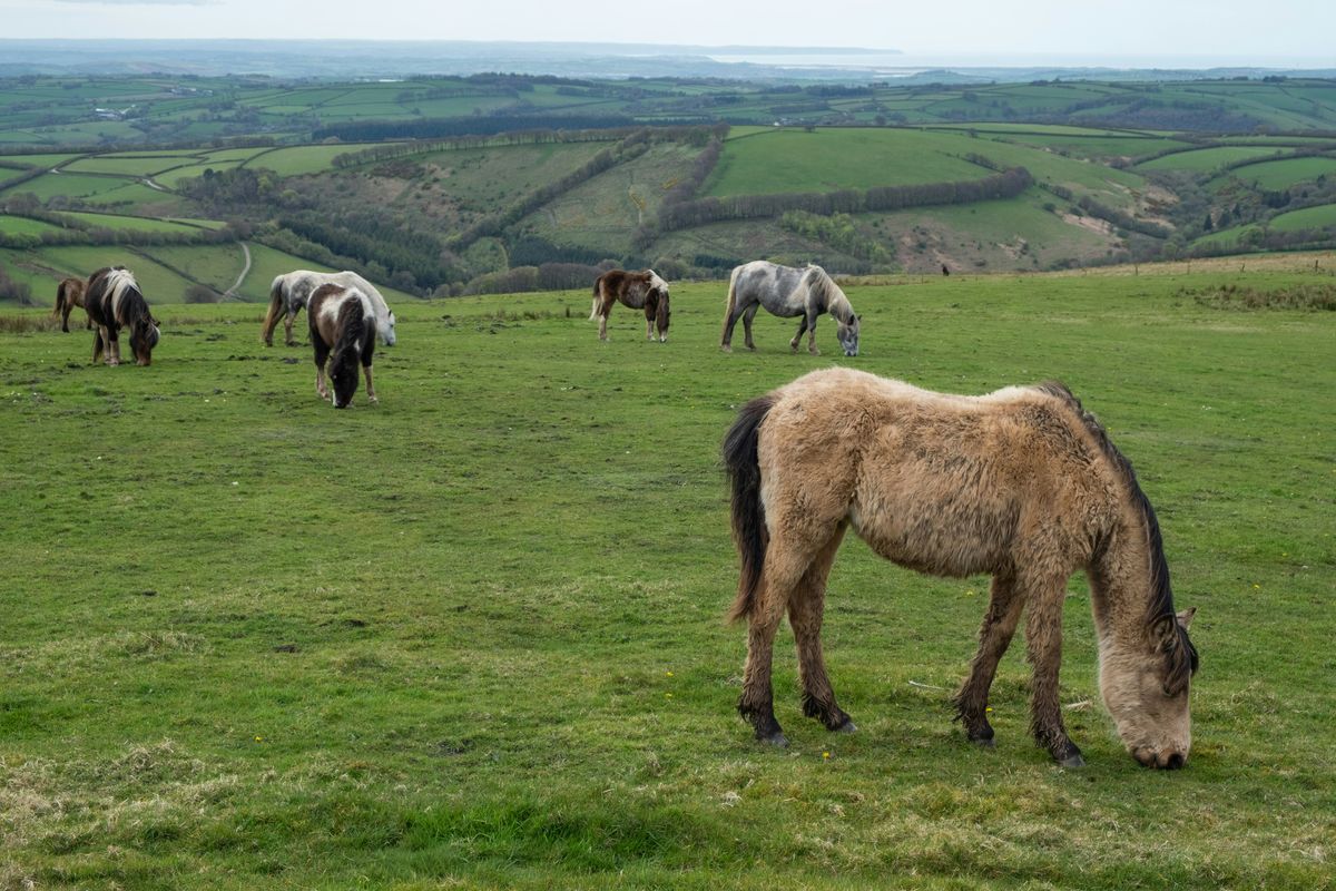Two Moors Way celebrates 50th anniversary