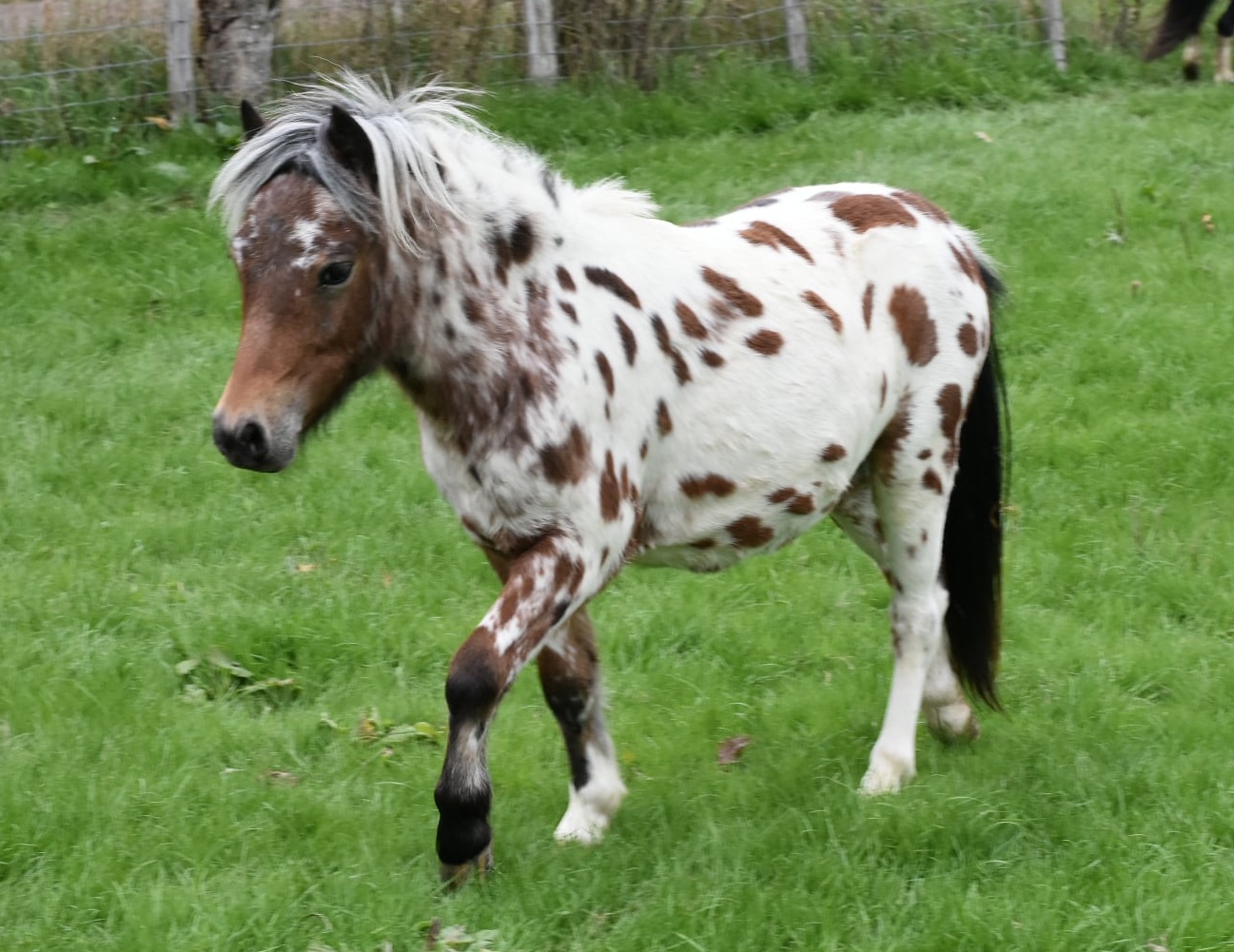 Police appeal after two rare miniature horse stolen from farm in Kent ...