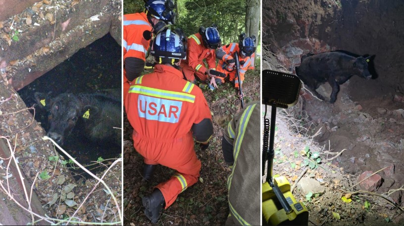 Moo-ve it! Dramatic images reveal emergency teams unusual rescue
