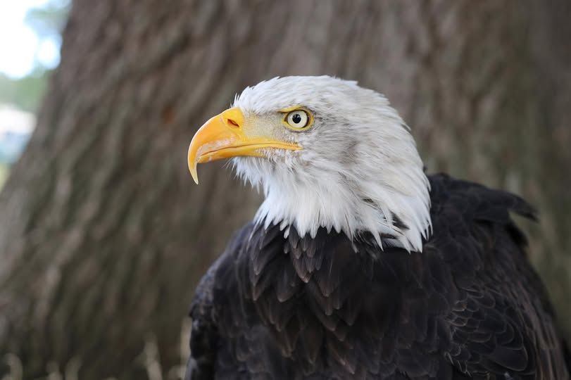 Aspen the bald eagle missing from Bedford farm